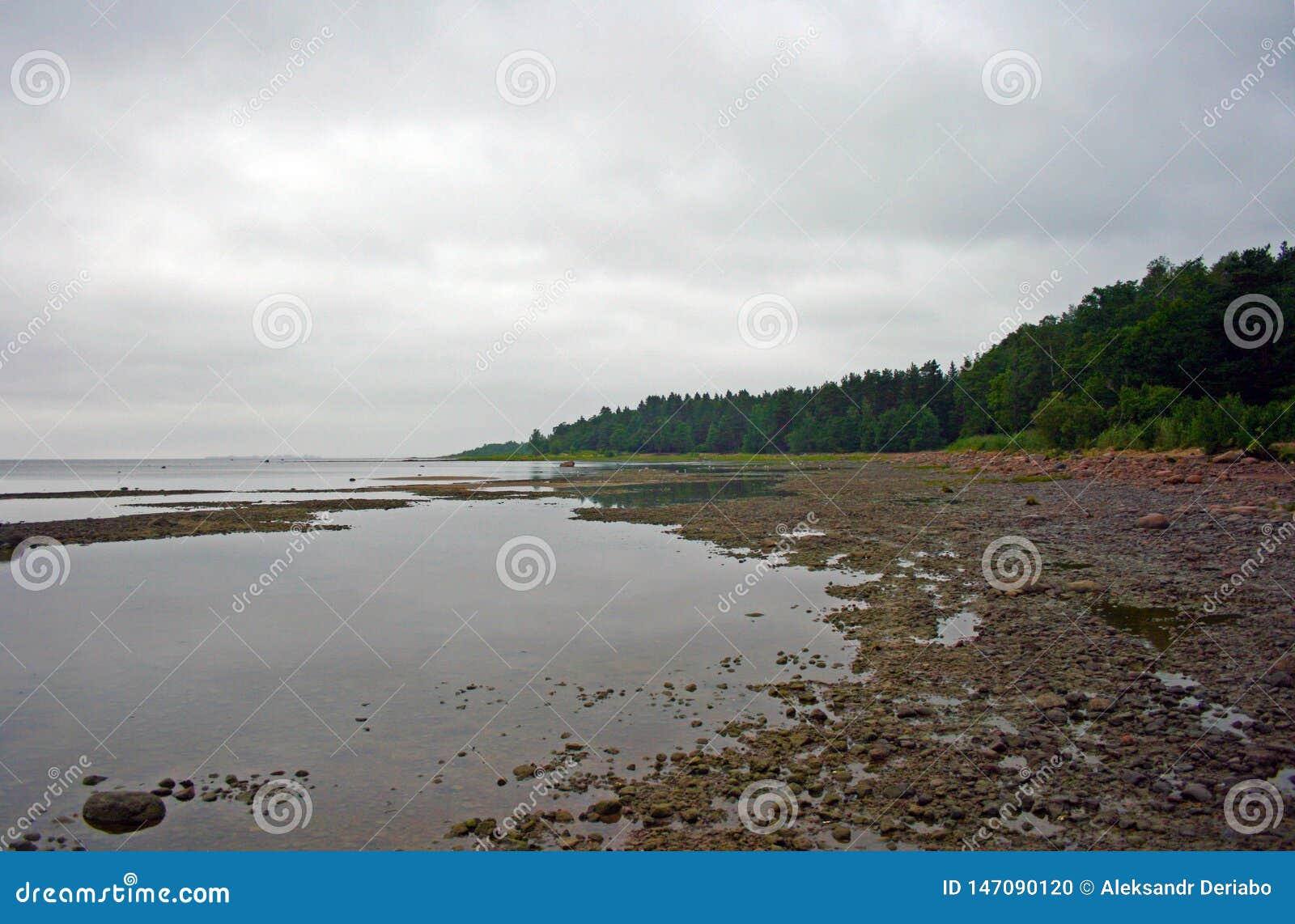 Pebble Beach Near the Forest on a Cloudy Day Stock Photo - Image of ...