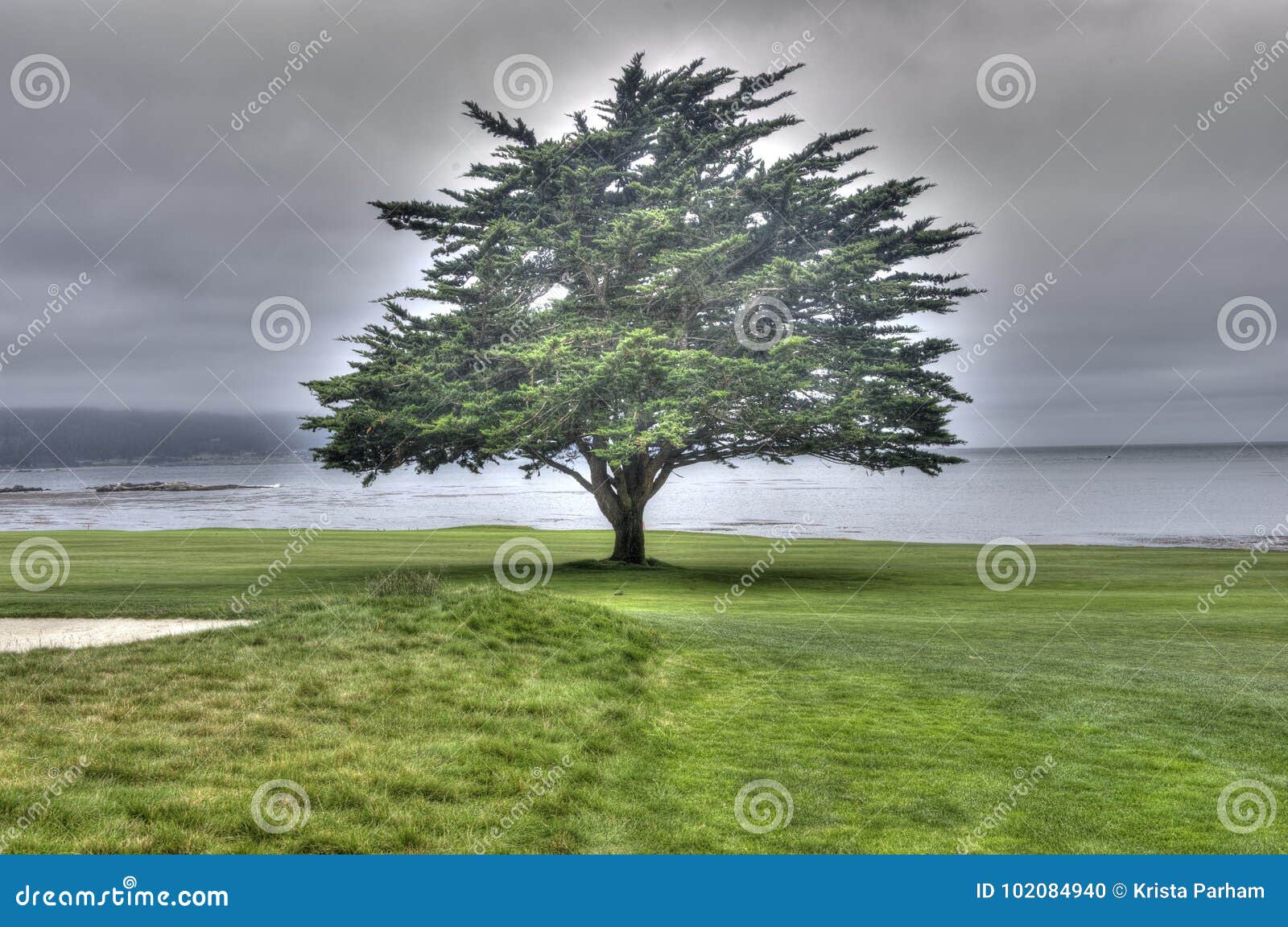 Pebble Beach Tree stock photo. Image of california, tree - 102084940