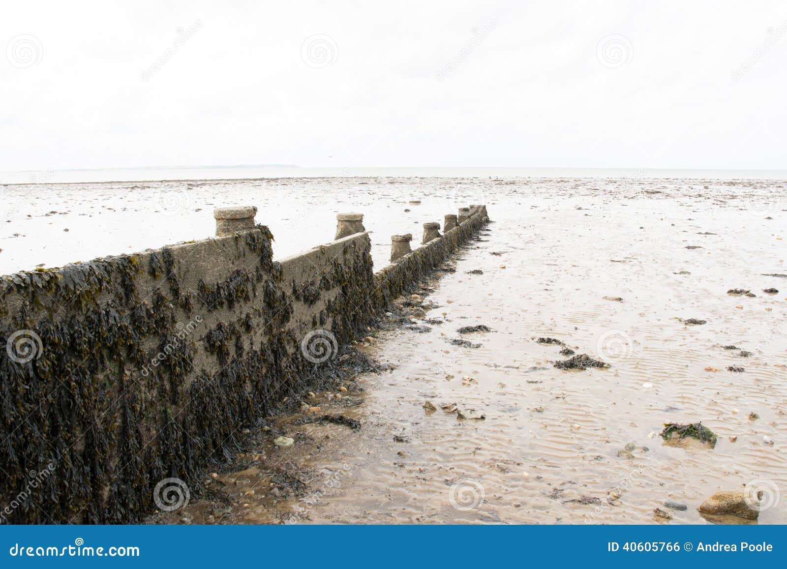 Pebble Beach at Whitstable stock photo. Image of wood - 40605766
