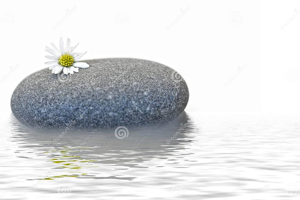 Pebble with daisy stock image. Image of gray, detail - 13277363