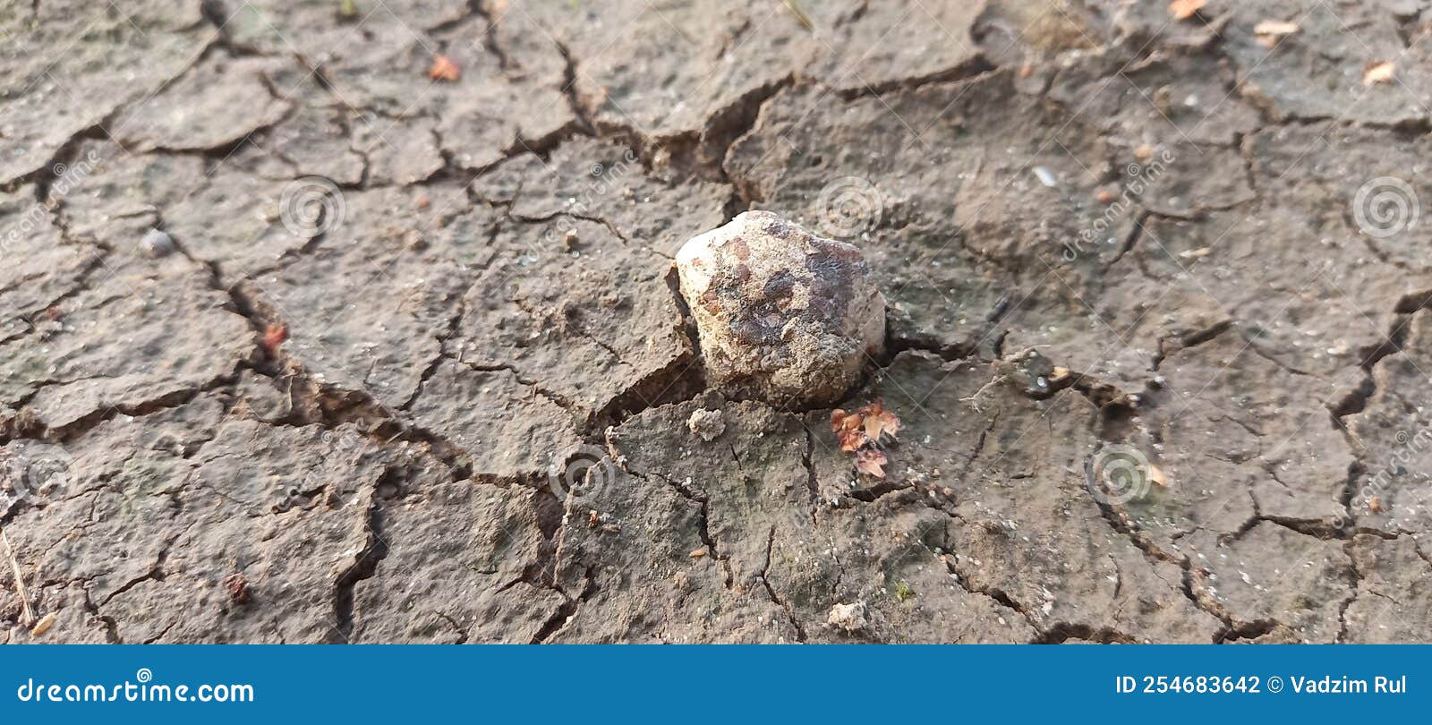 A pebble on the ground stock photo. Image of insect - 254683642