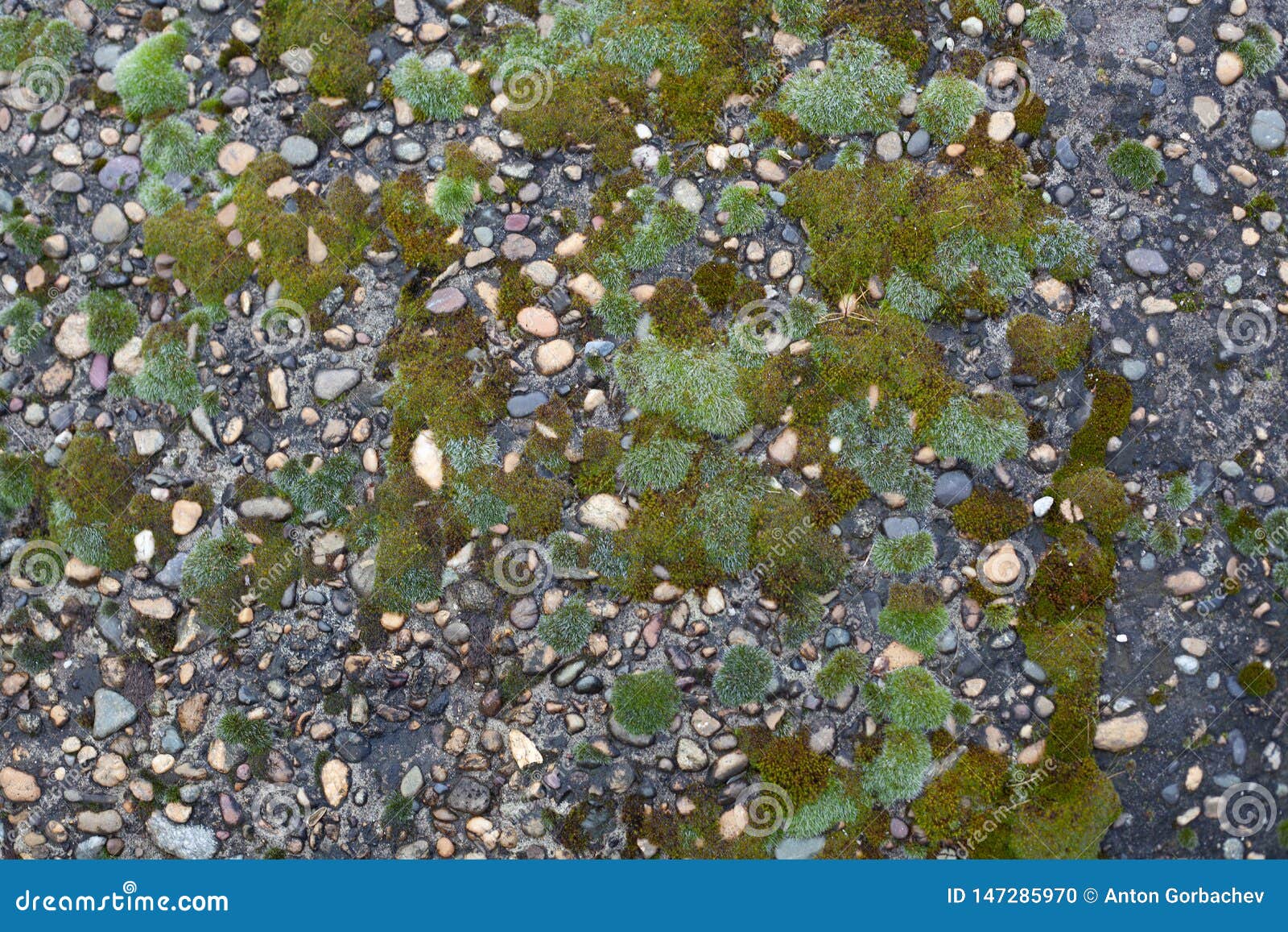 Pebble Inlay in Concrete with Moss Stock Photo - Image of plant, inlay ...