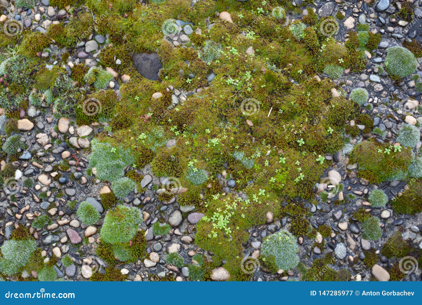 Pebble Inlay in Concrete with Moss Stock Image - Image of molded ...