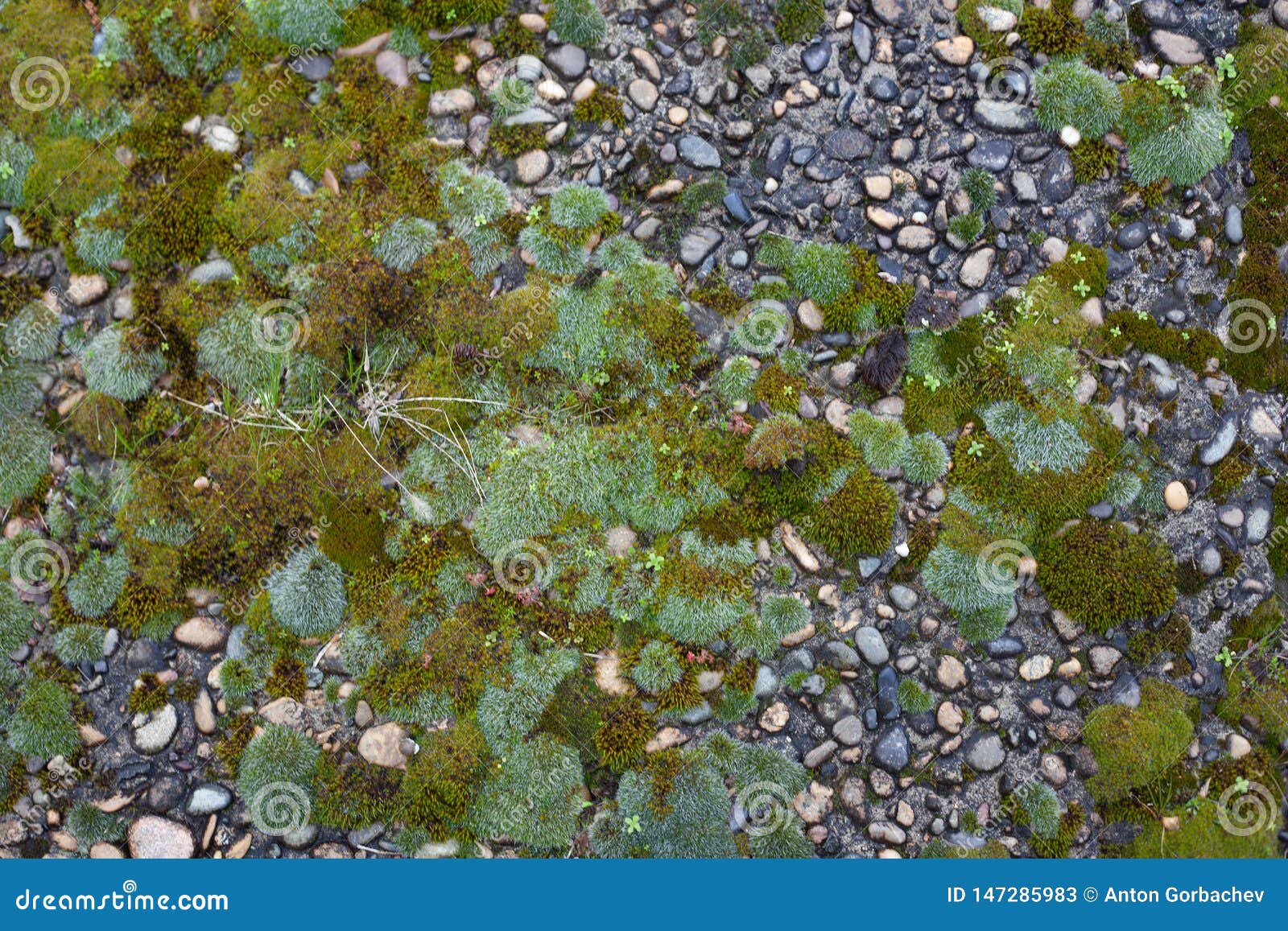 Pebble Inlay in Concrete with Moss Stock Image - Image of rock, texture ...