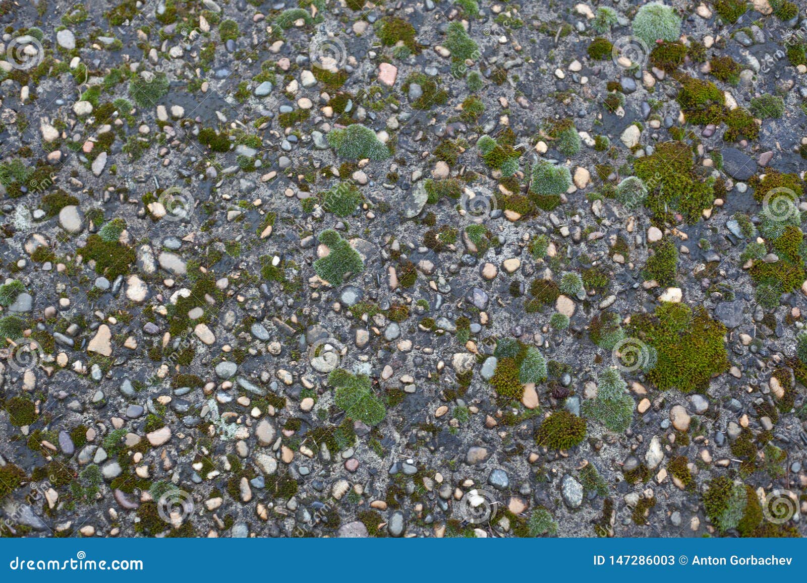 Pebble Inlay in Concrete with Moss Stock Image - Image of plant, ground ...