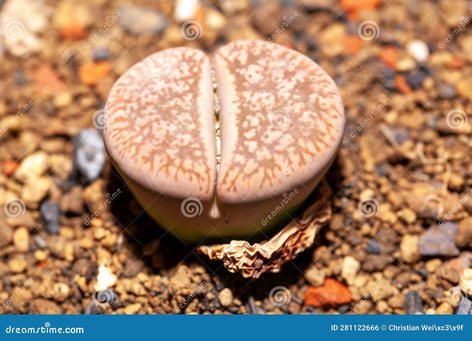The Pebble Plant Lithops Gesineae Stock Photo - Image of gesineae ...