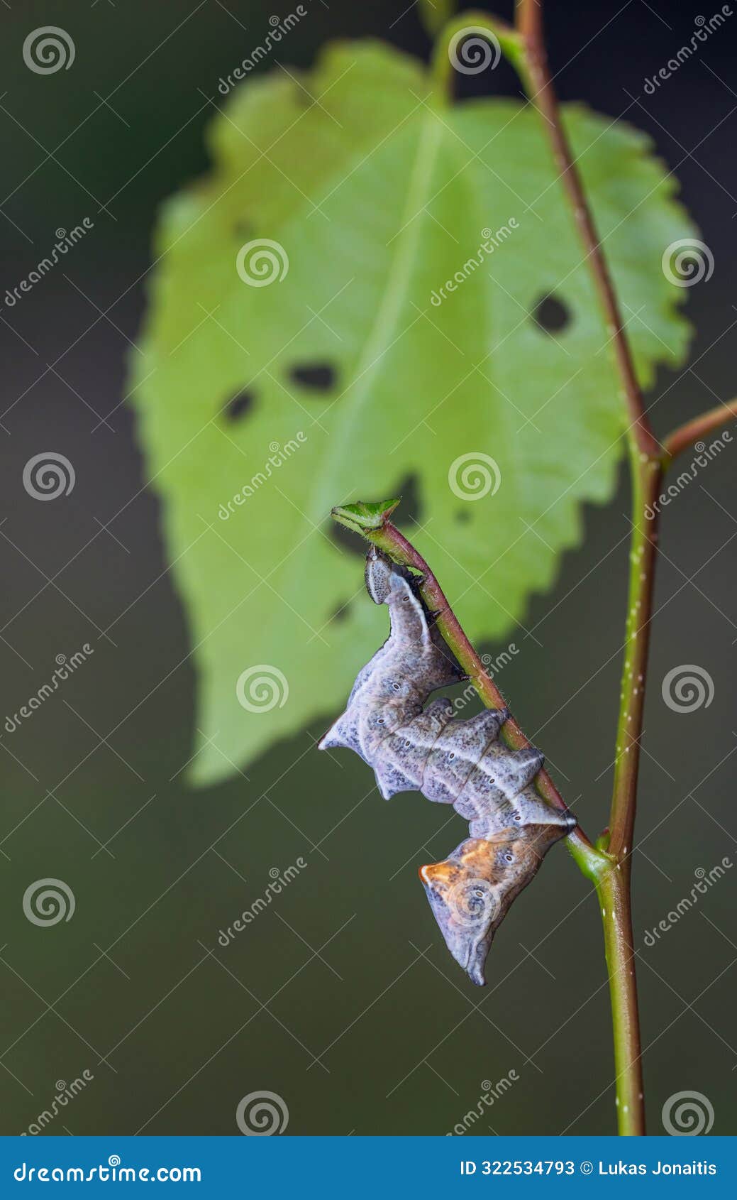 The Pebble Prominent Caterpillar Posing Stock Image - Image of detailed ...