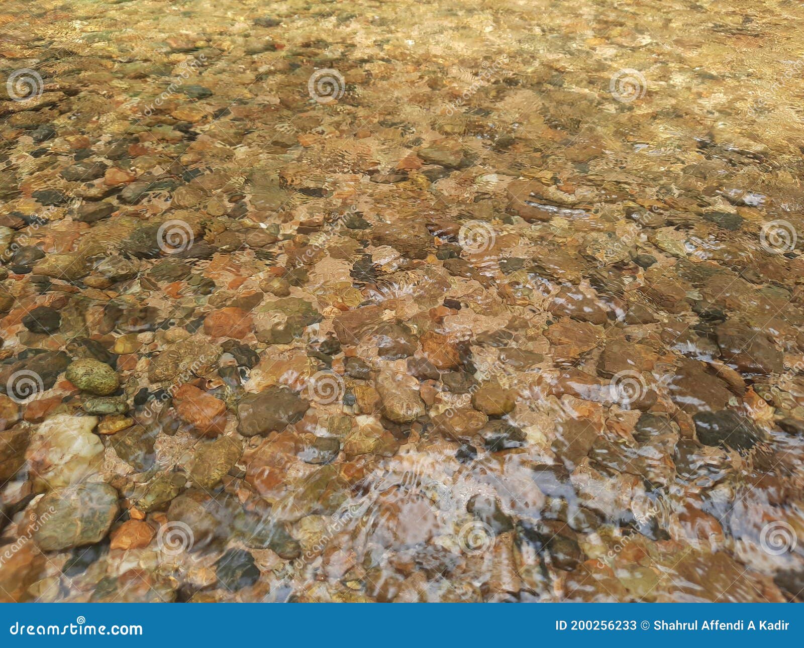 Pebble in Rainforest River Floor Stock Image - Image of terrain ...
