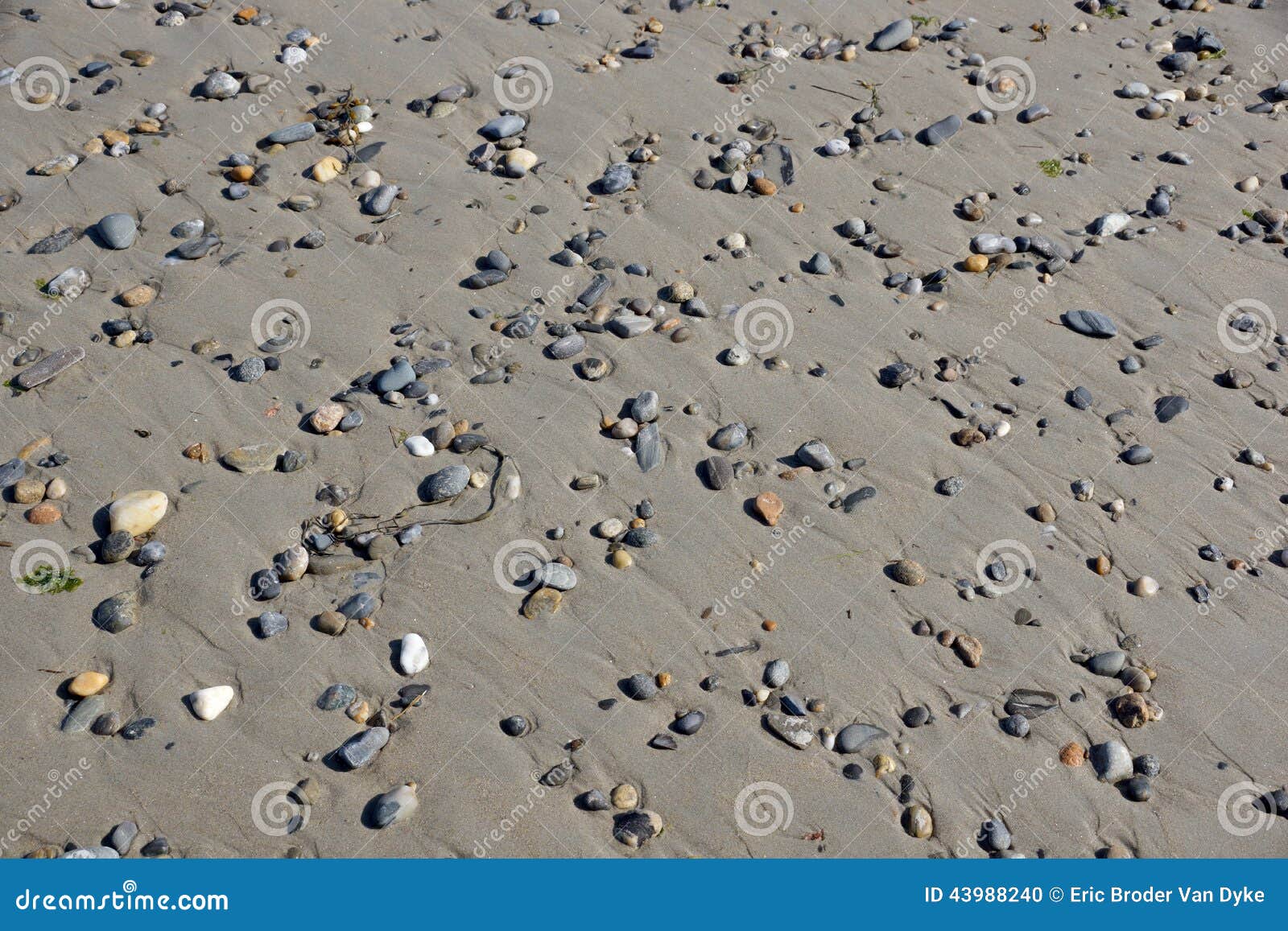 Pebble rocks in the sand stock photo. Image of fulvous - 43988240