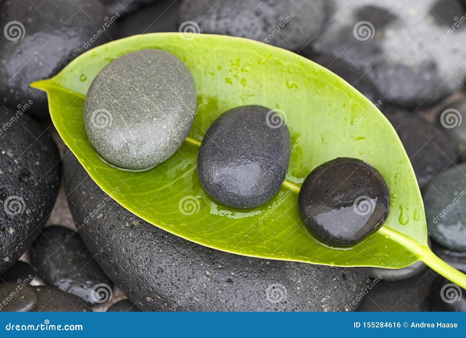 Pebble in a Row on Wet Leaf Stock Photo - Image of nature, harmony ...