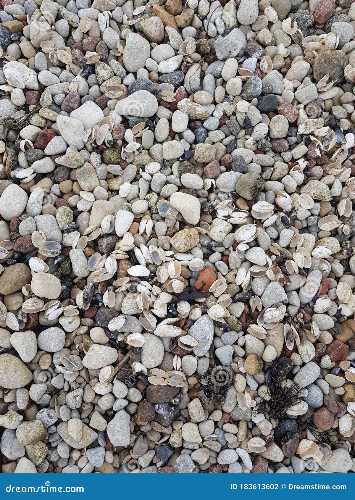 Stones and Shells Background Stock Photo - Image of summer, shot: 183613602