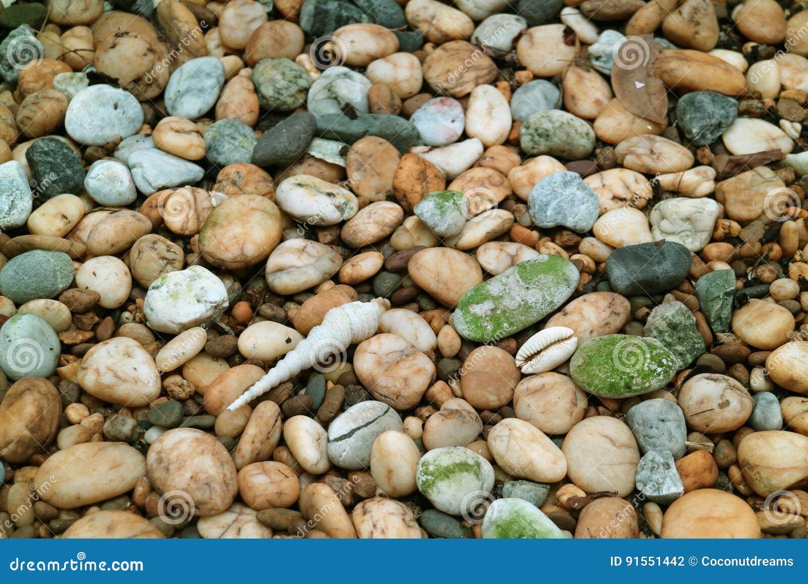 Pebble Stone Ground with Natural Sea Shells Stock Photo - Image of ...