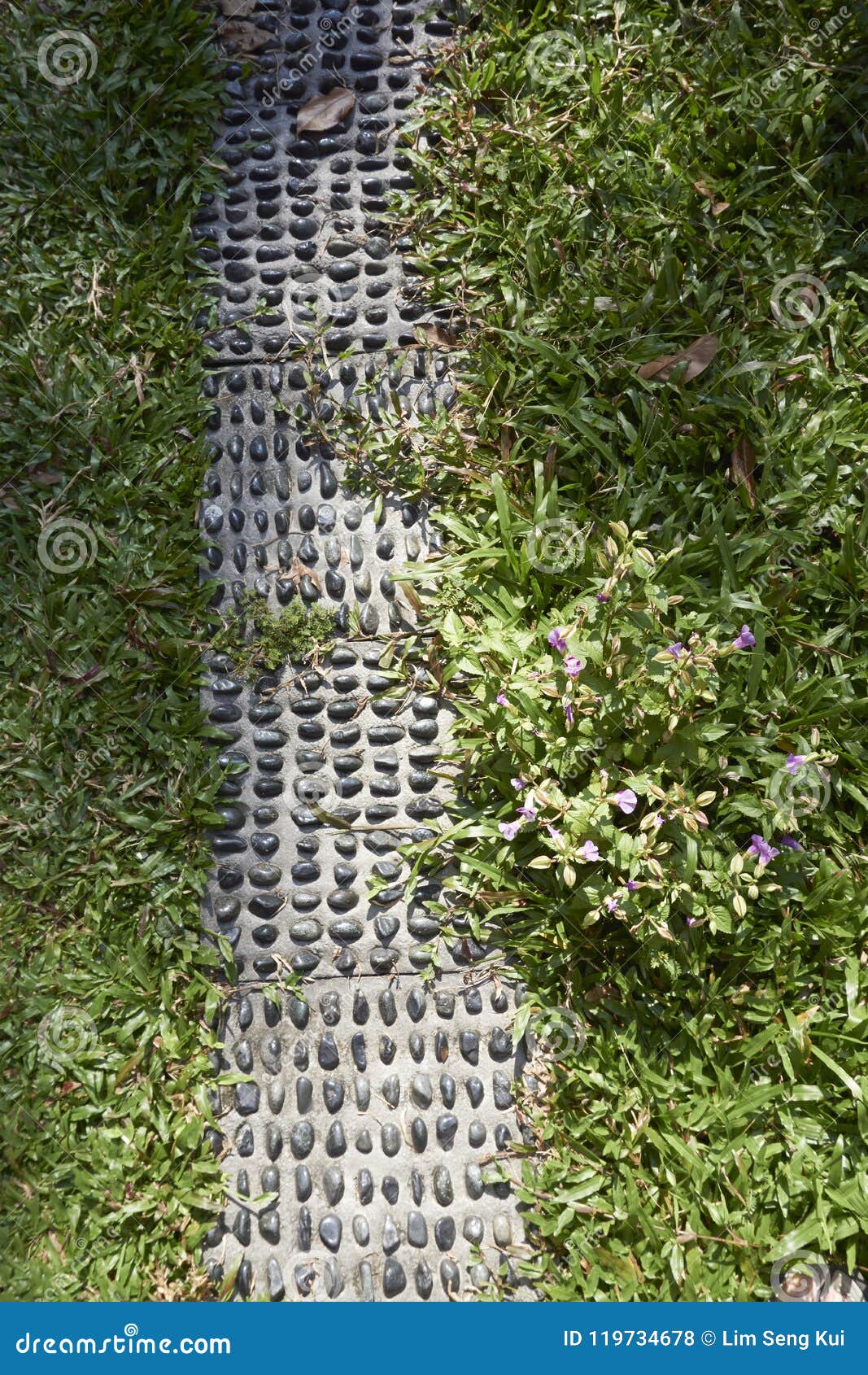 Pebble stock photo. Image of park, pebble, healthy, exercise - 119734678