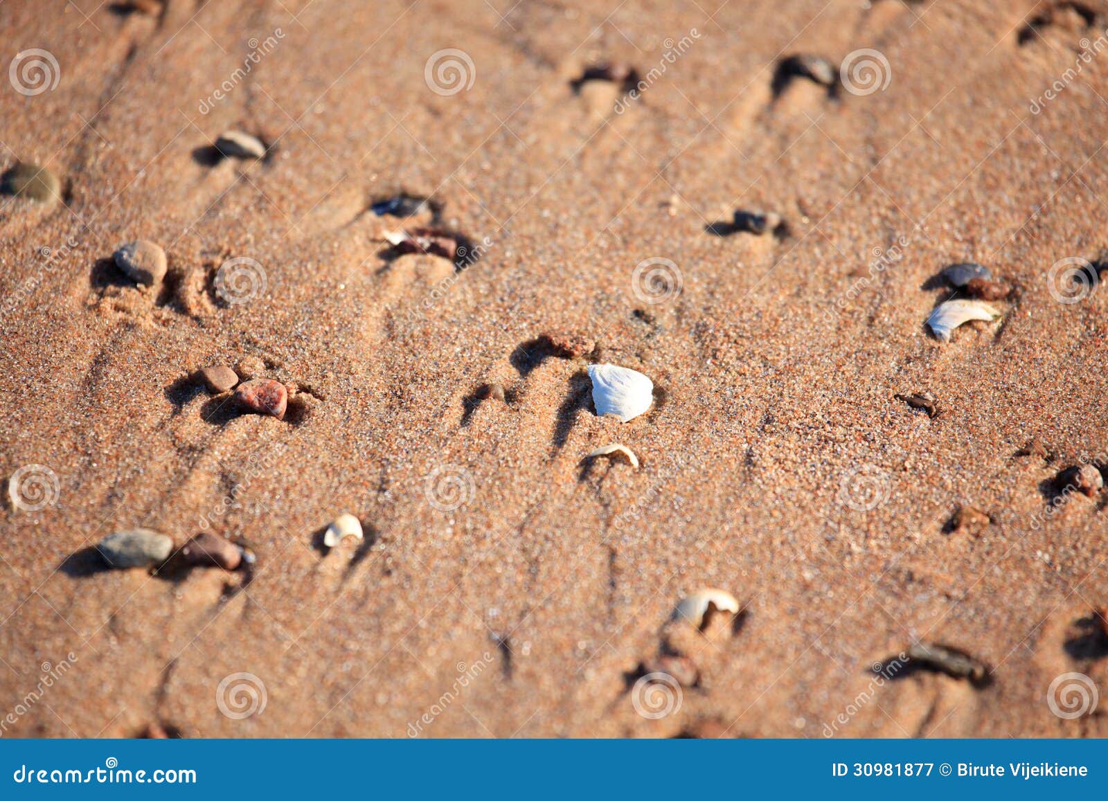 Pebbles Ant Shells on the Sand Stock Image - Image of texture, closeup ...