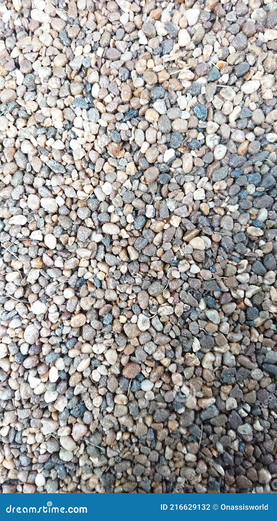 Light Colored Pebbles Pathway Closeup Background Stock Photo - Image of ...