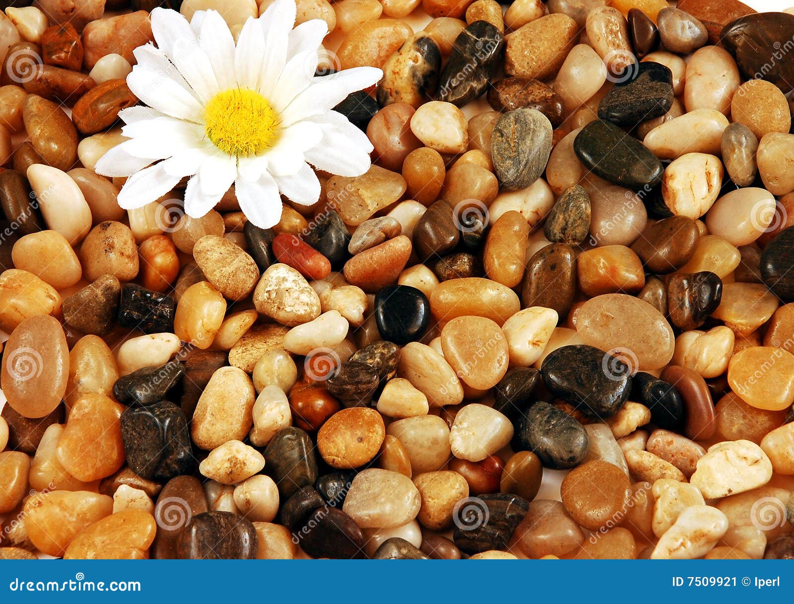 Pebbles and flower stock image. Image of beach, shiny - 7509921