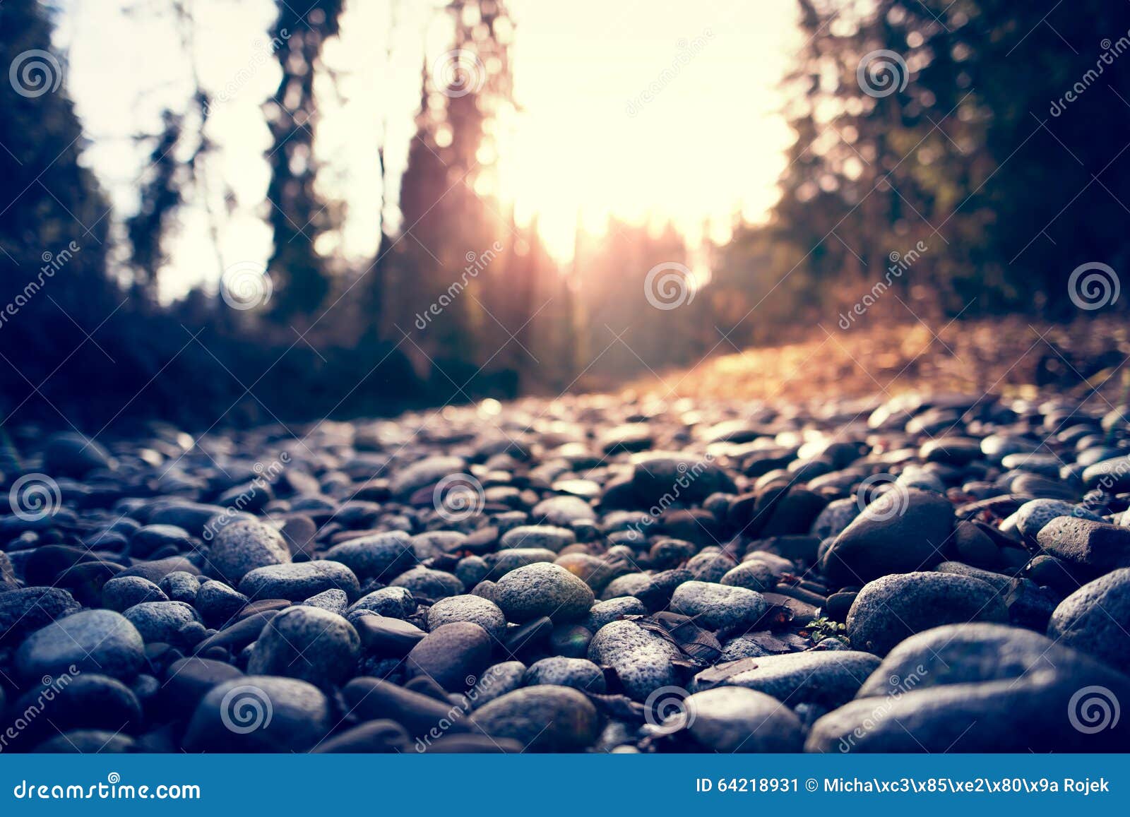 Pebbles in forest stock image. Image of nature, backdrop - 64218931