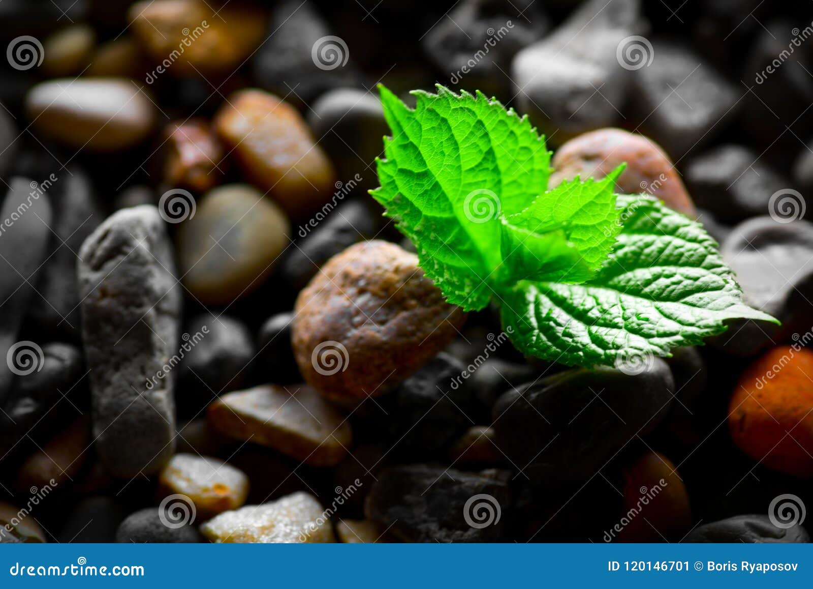 Pebbles with green sprout stock image. Image of little - 120146701