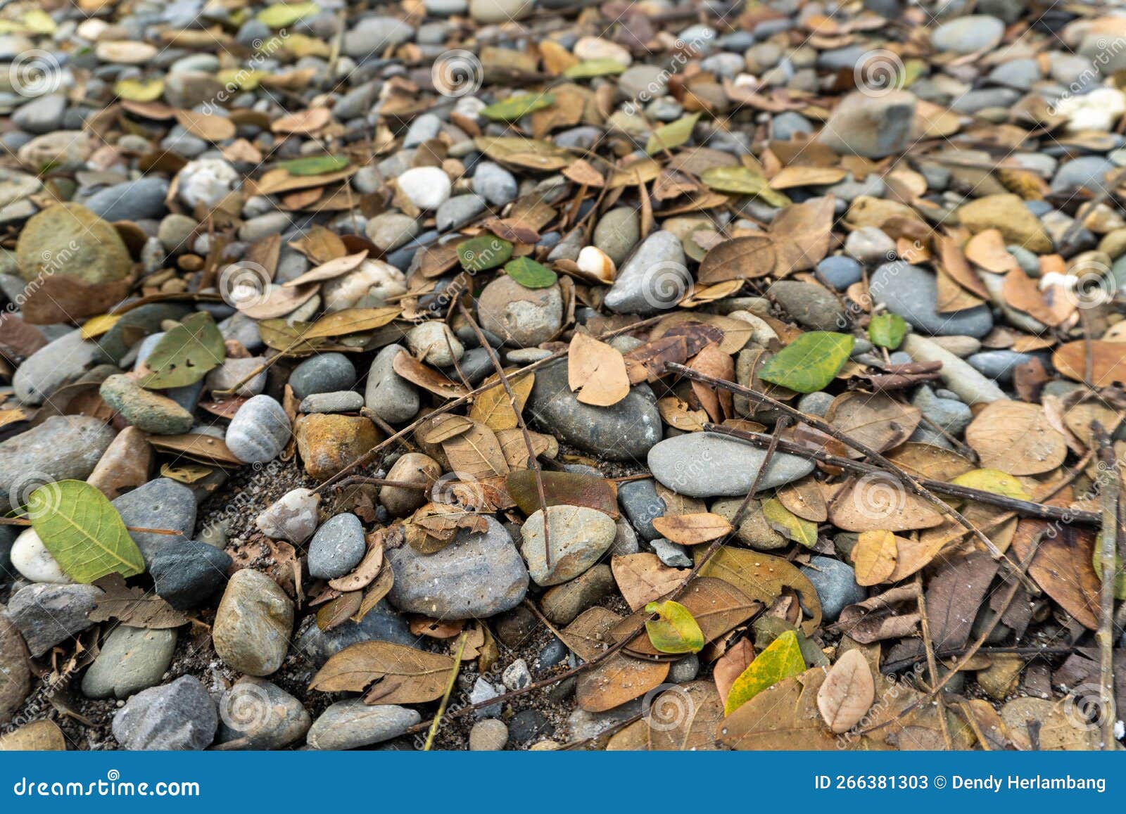 Pebbles and Leaves Scattered on the Ground in a City Park Stock Image ...