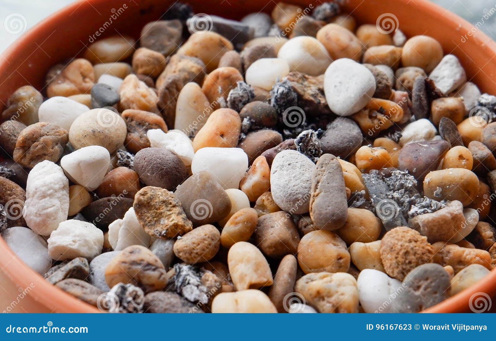Pebbles in pot stock image. Image of aizoaceae, natural - 96167623