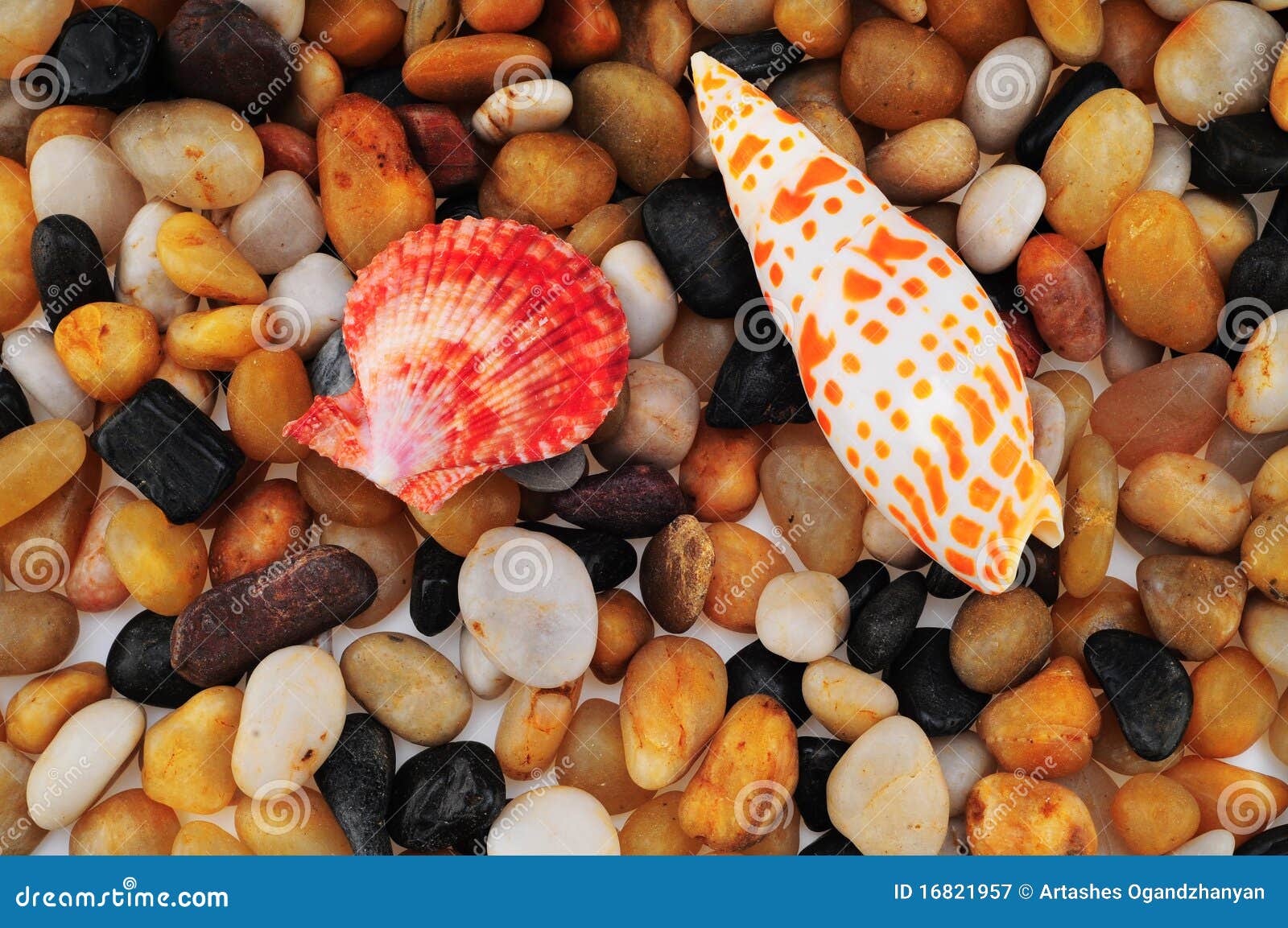 Pebbles and sea shell. stock image. Image of objects - 16821957
