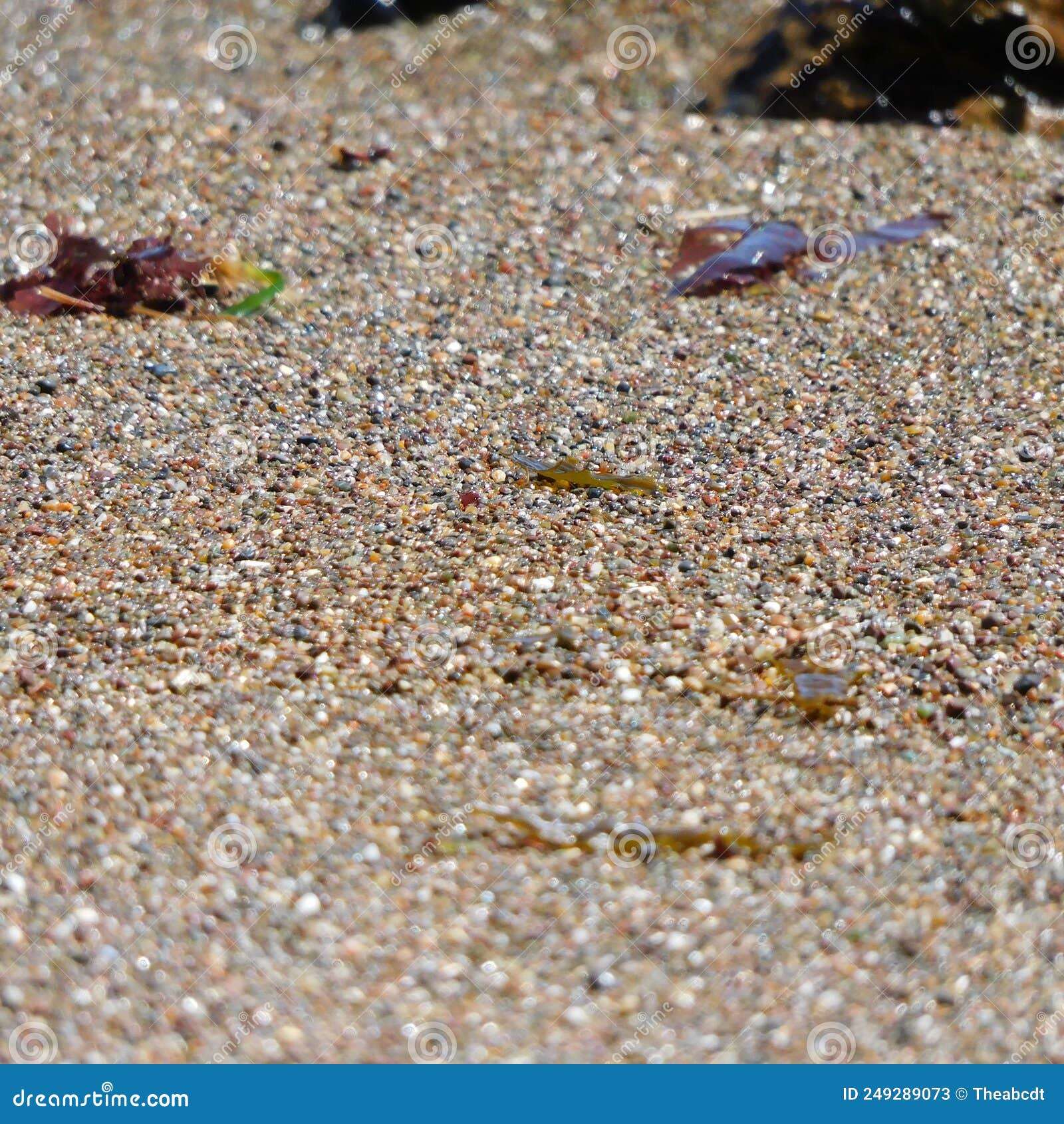 Pebbles and Seaweed stock image. Image of rock, insect - 249289073
