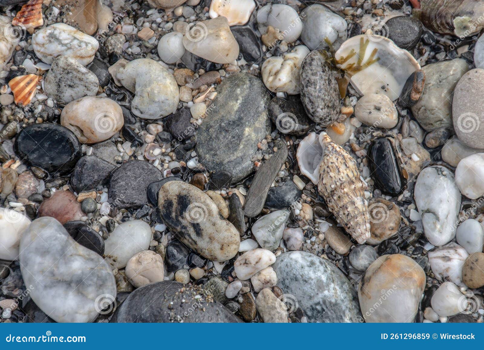 Pebbles and Shell on the Shore in the Beach Stock Image - Image of sand ...