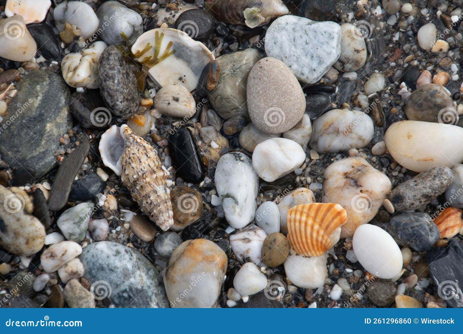 Pebbles and Shell on the Shore in the Beach Stock Photo - Image of ...