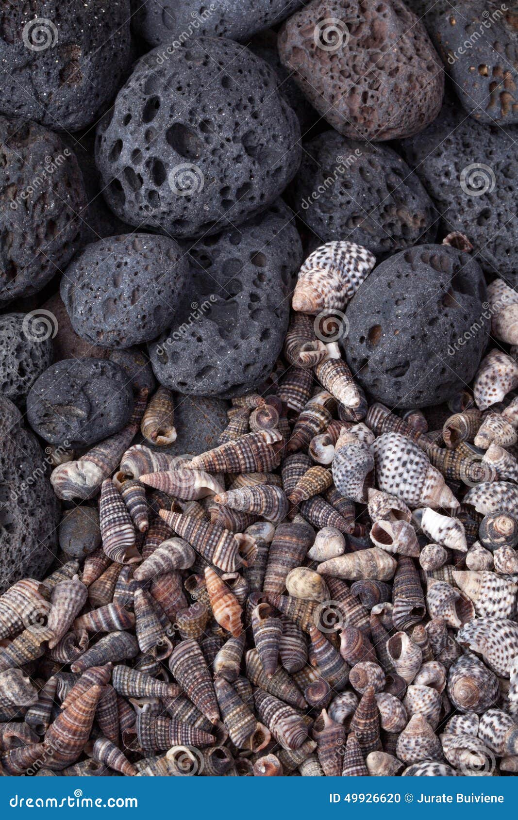 Pebbles and shells stock photo. Image of black, lava - 49926620