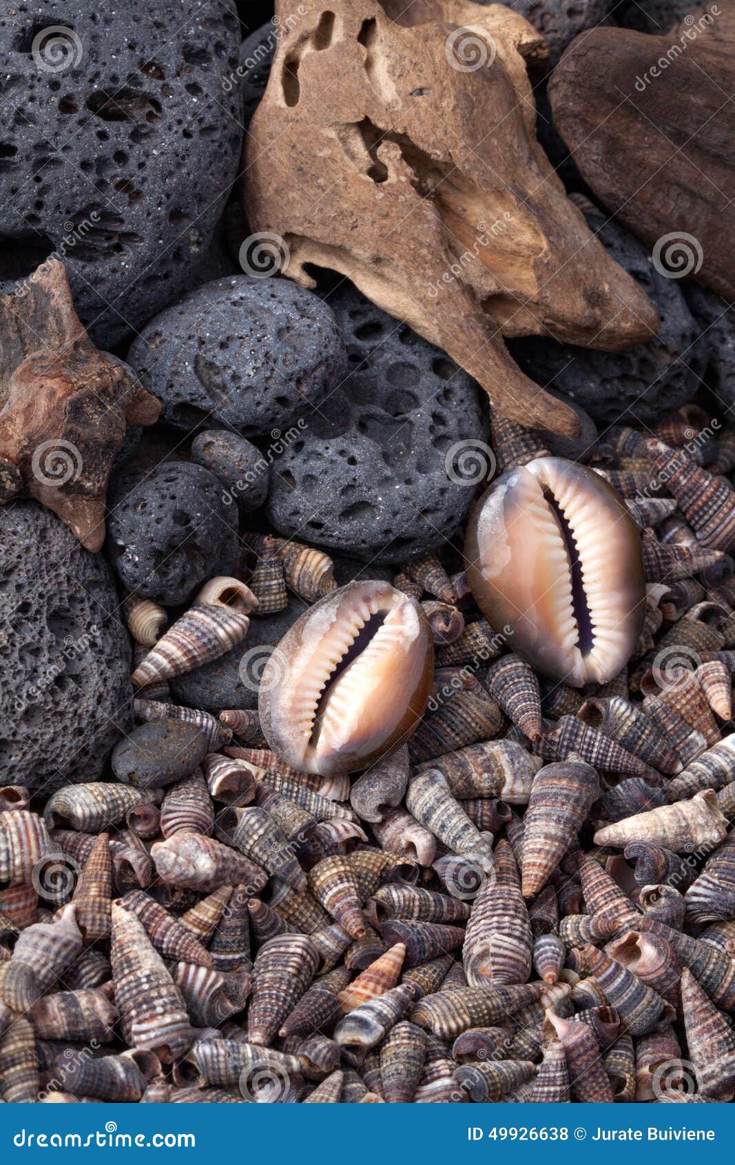 Pebbles and shells stock photo. Image of coastline, lava - 49926638