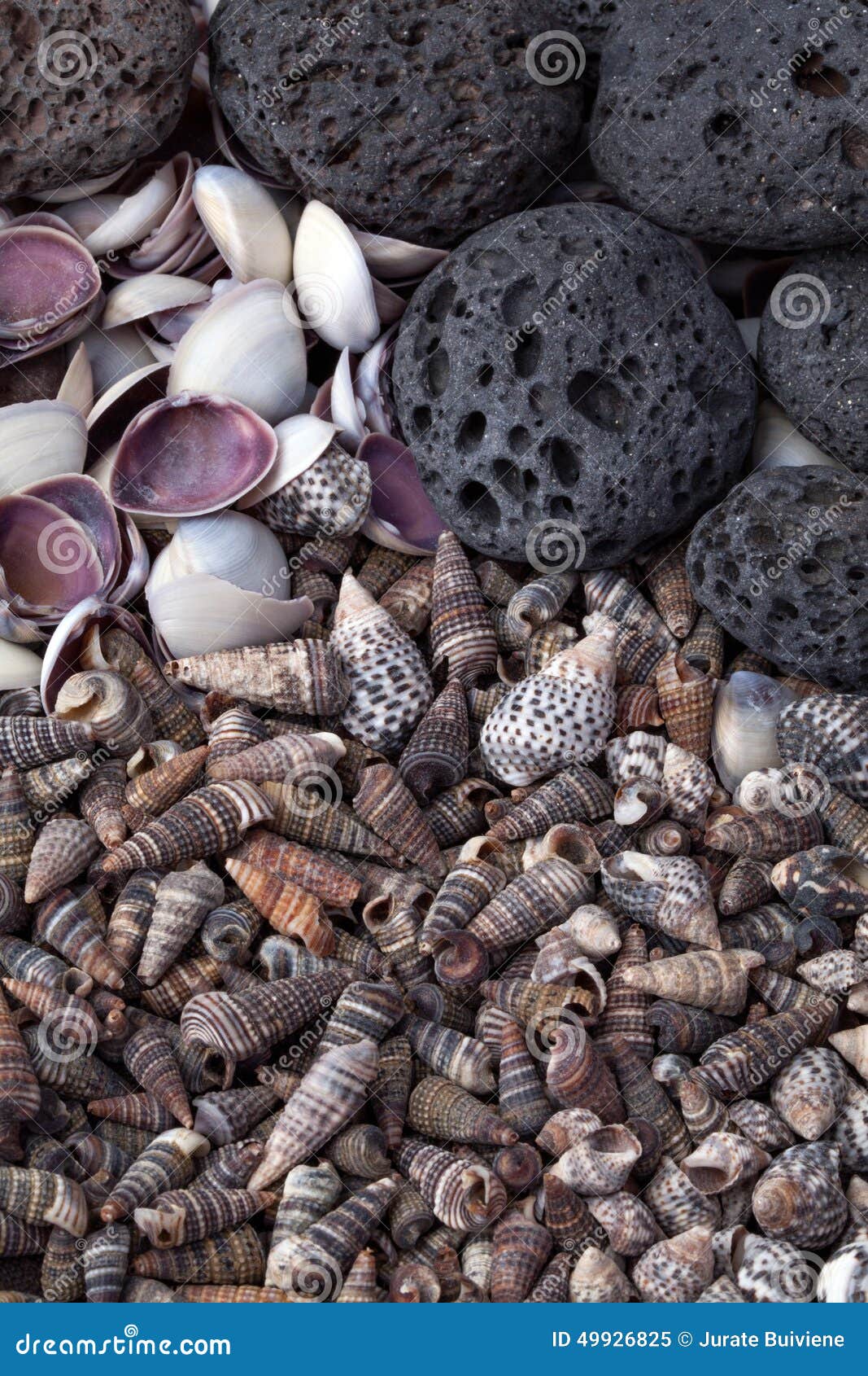 Pebbles and shells stock image. Image of closeup, exotic - 49926825