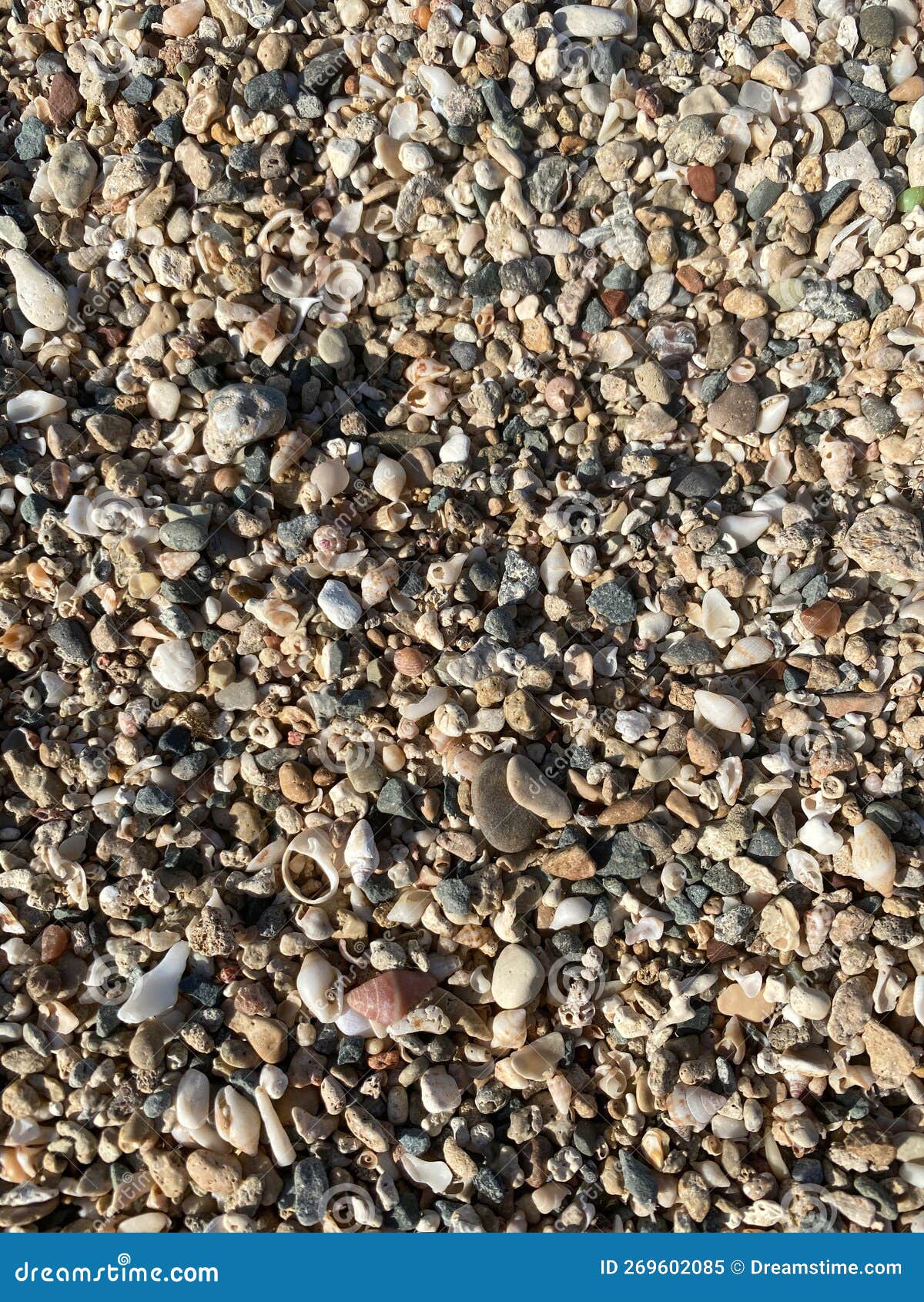 Pebbles and Small Shells Thrown Ashore by the Sea in the Rays of the ...