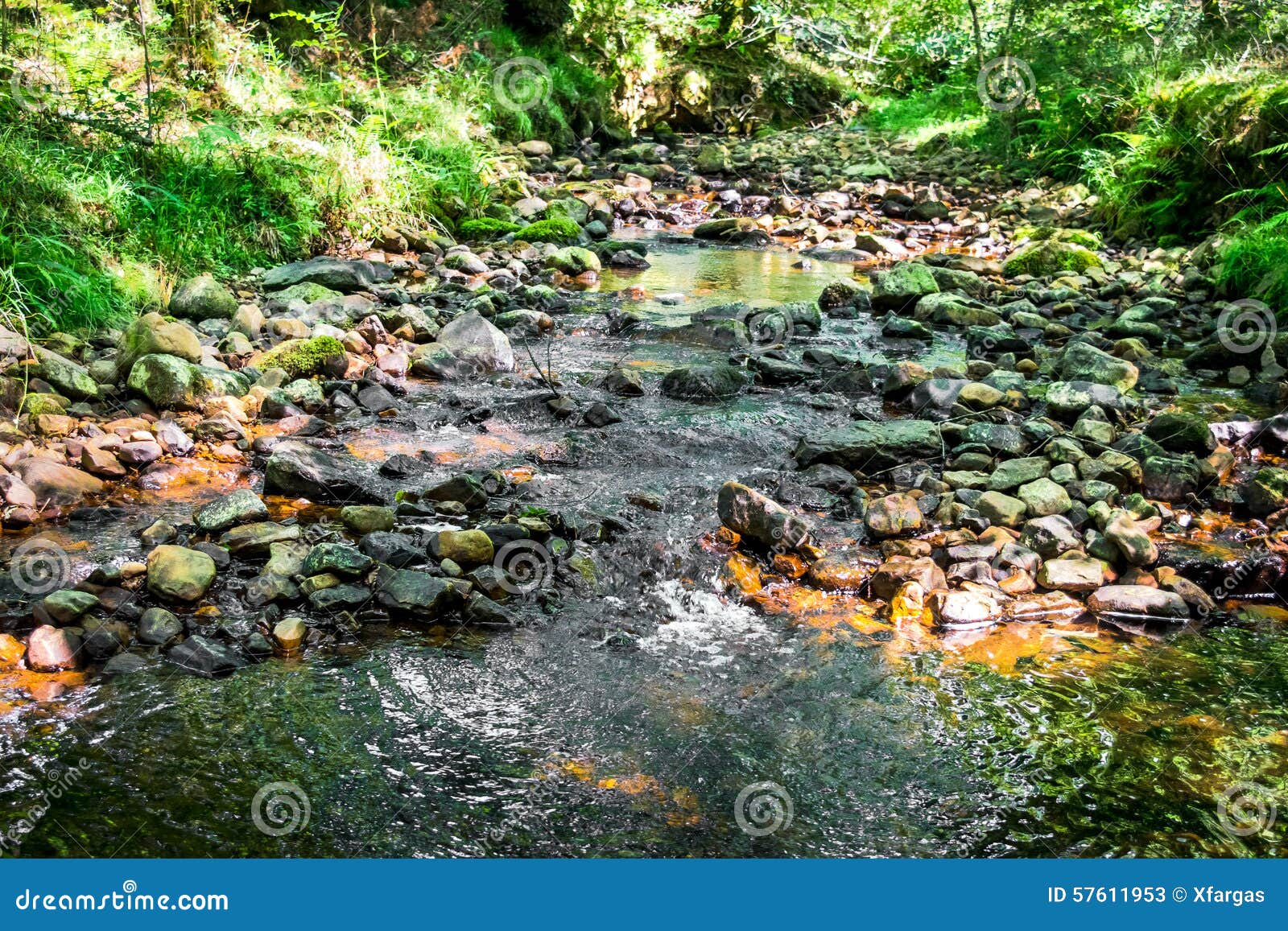 Pebbles and Stream through a Forest Stock Image - Image of flora, fresh ...