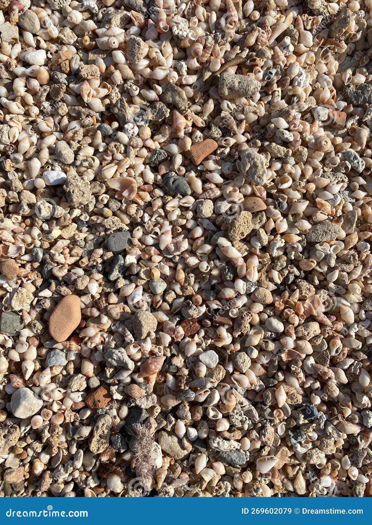 Pebbles Washed Ashore by the Sea and Small Shells. Stock Image - Image ...