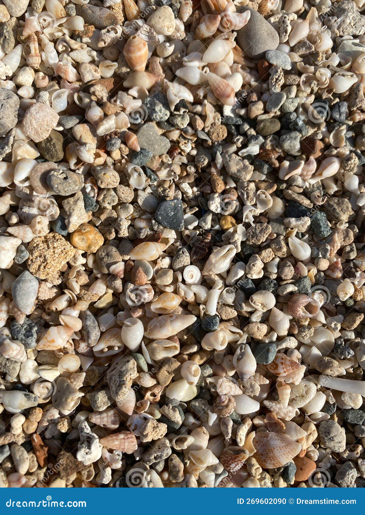 Pebbles Washed Ashore by the Sea and Small Shells in the Rays of the ...