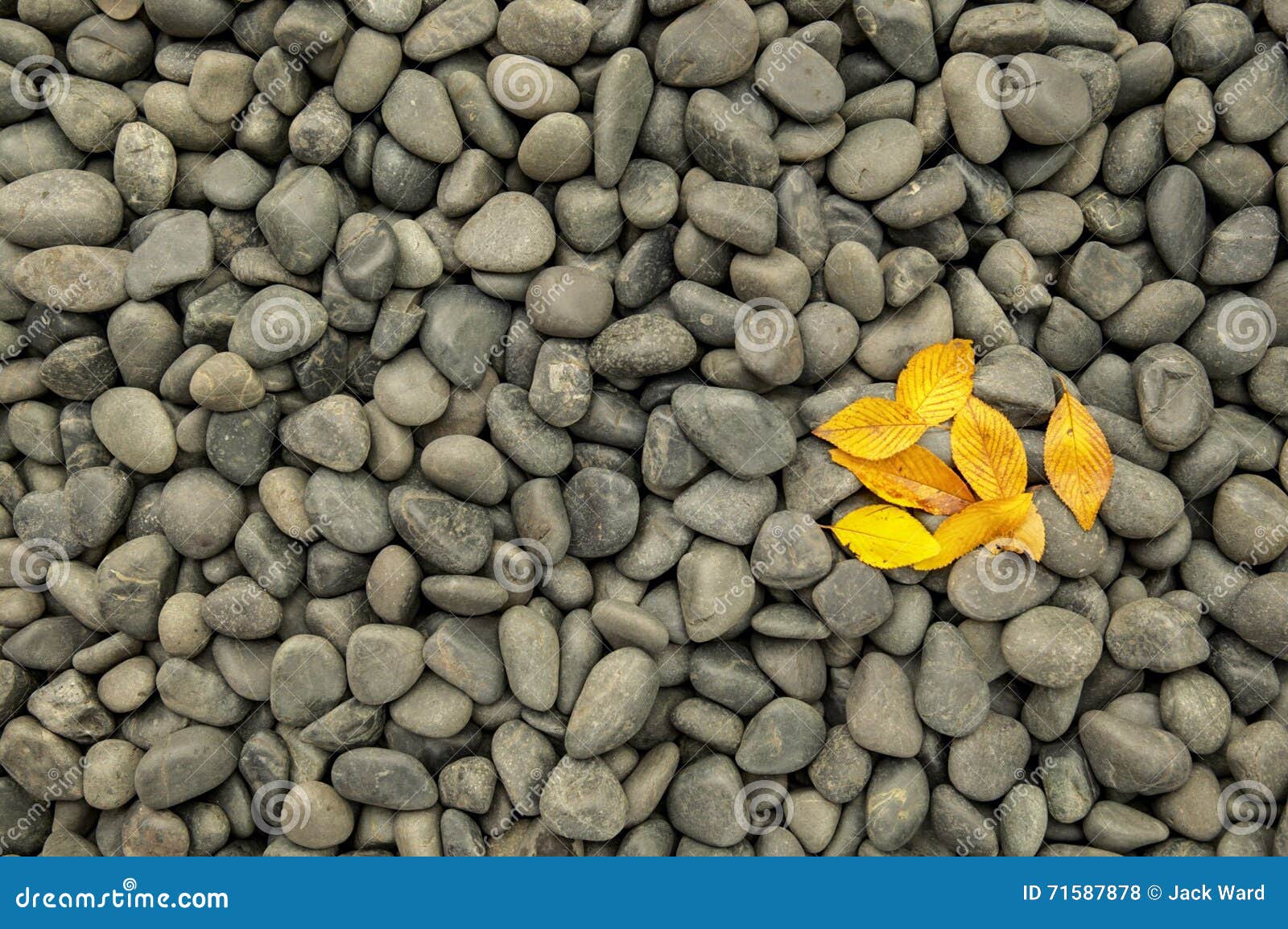 Pebbles and yellow leaves stock photo. Image of baskets - 71587878