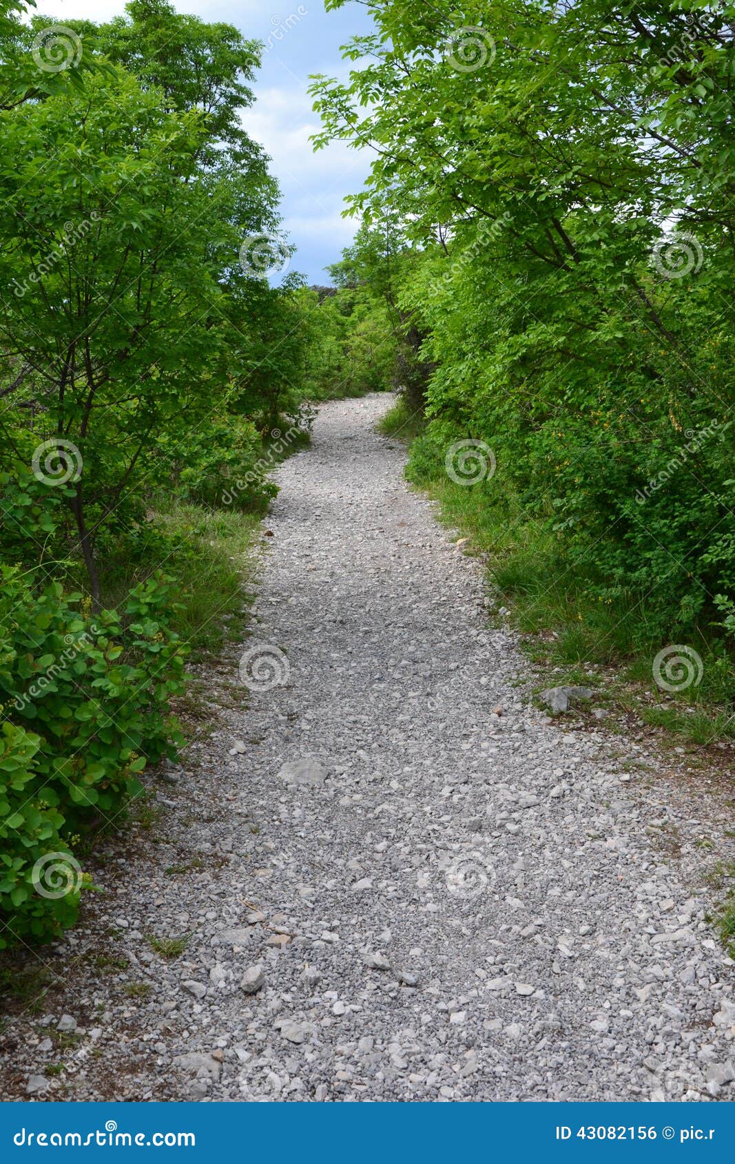 Pebbly forest path stock photo. Image of plants, pebbly - 43082156