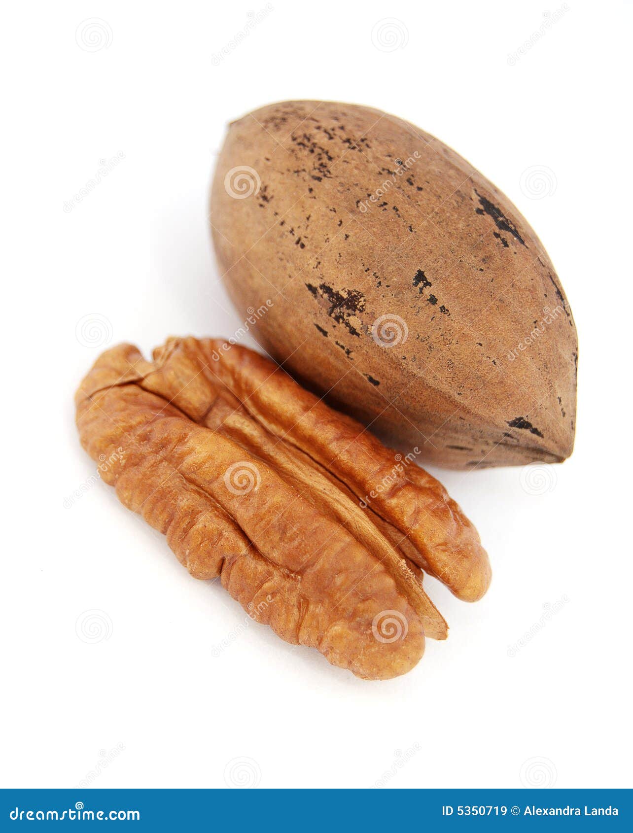 Pecan stock image. Image of background, smooth, white - 5350719