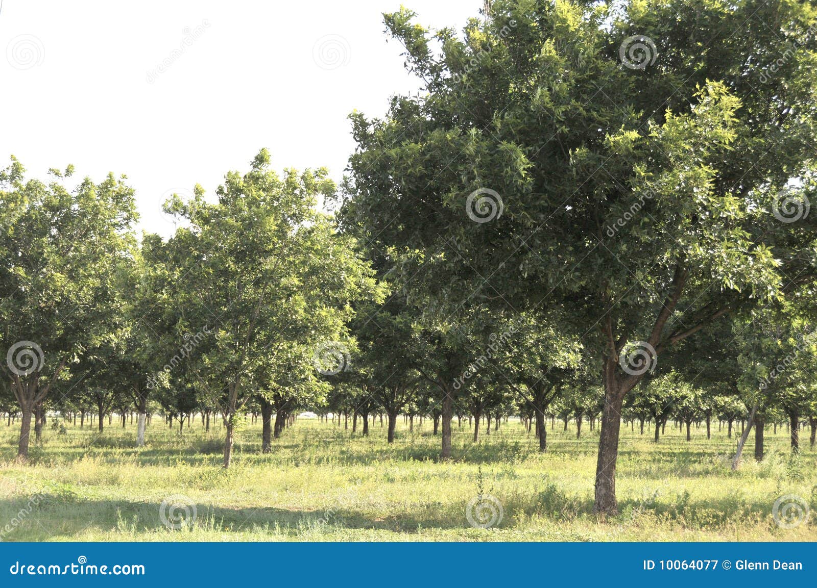 Pecan Grove stock image. Image of green, field, countryside - 10064077