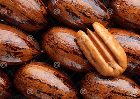 Pecan halve stock image. Image of pecan, snack, tree, shell - 4050639