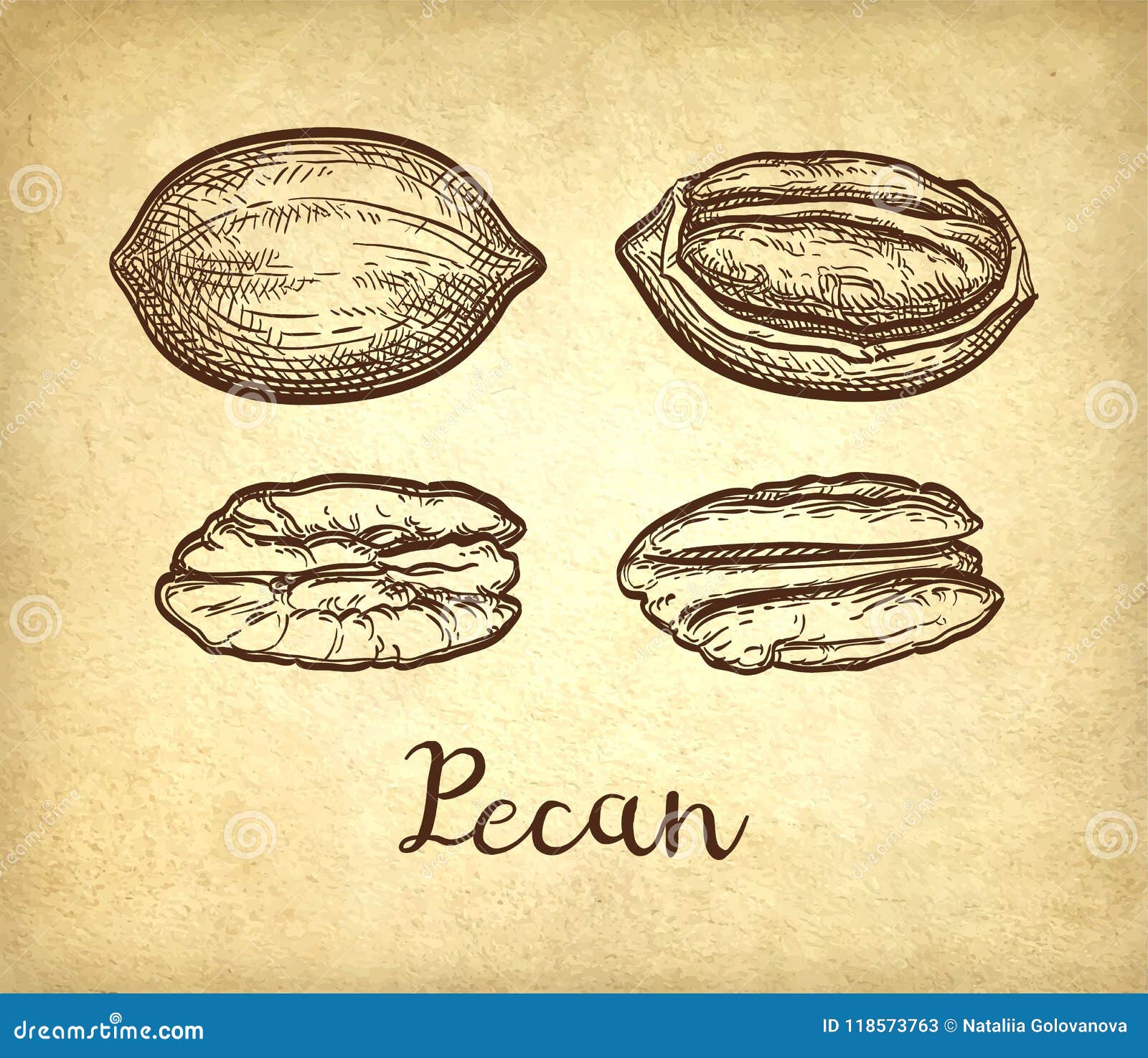 Pecan ink sketch stock vector. Illustration of nutrition - 118573763 Pecan ink sketch stock vector. Illustration of nutrition - 118573763