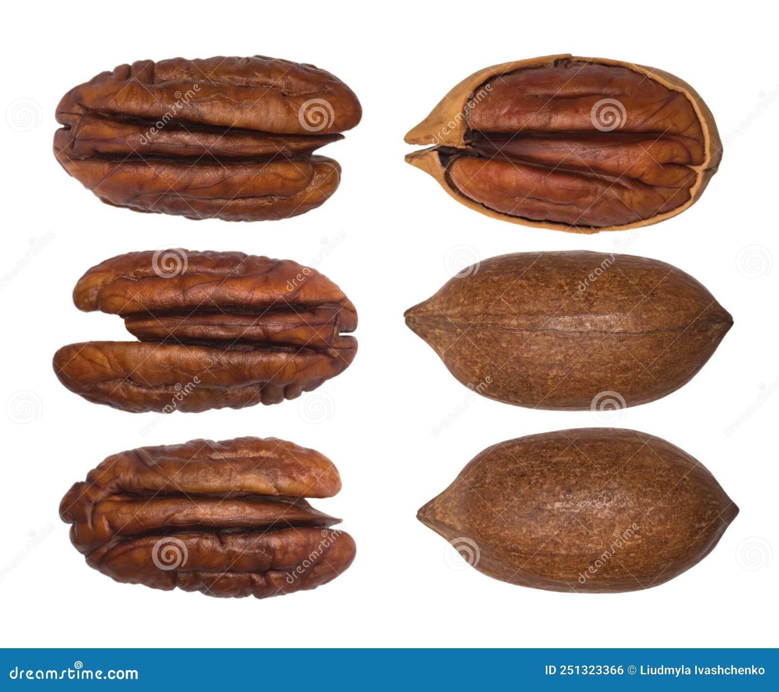 Pecan Isolated on White Background. View from Multiple Angles Stock ...