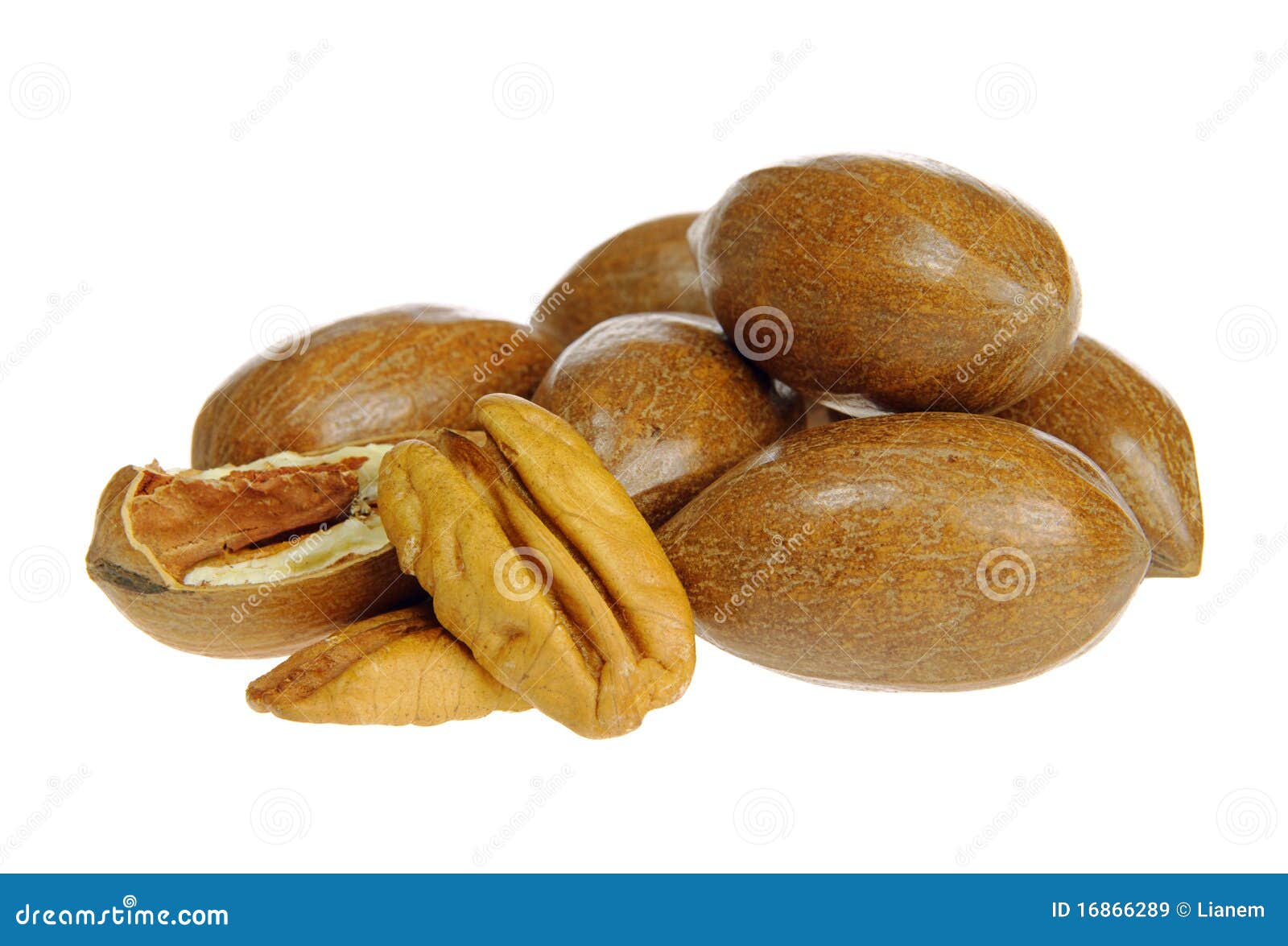 Pecan nut stock image. Image of food, fruit, hickory - 16866289