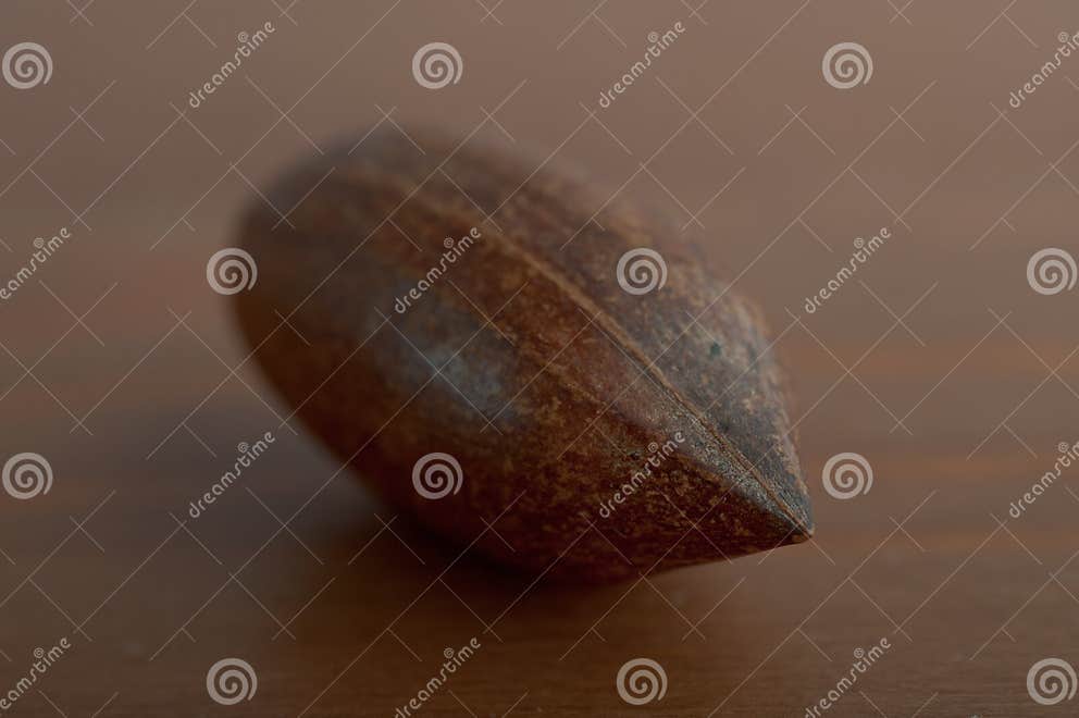Pecan nut stock image. Image of natural, unopened, pecan - 24496599