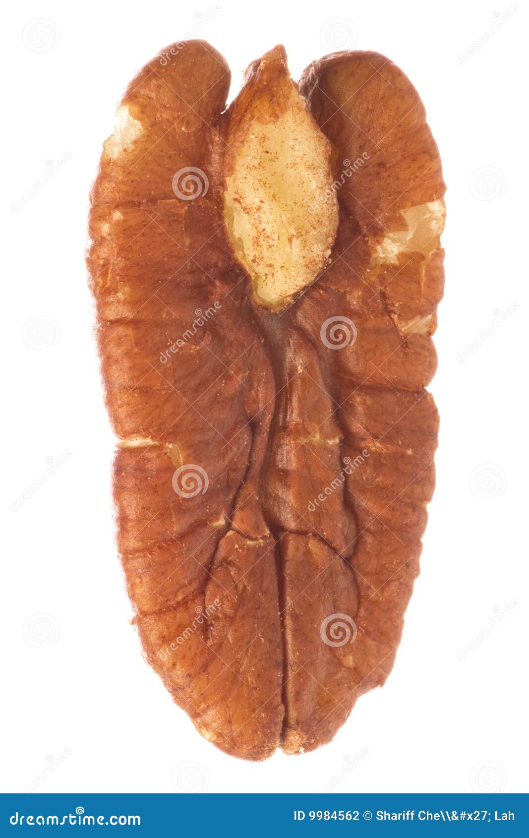 Pecan Nut Isolated stock photo. Image of closeup, fresh - 9984562