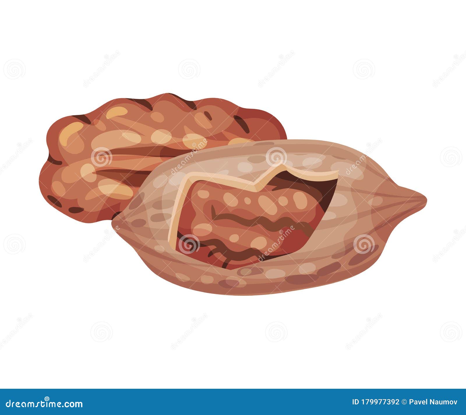 Pecan Nut Kernel with Cracked Shell Isolated on White Background Vector ...