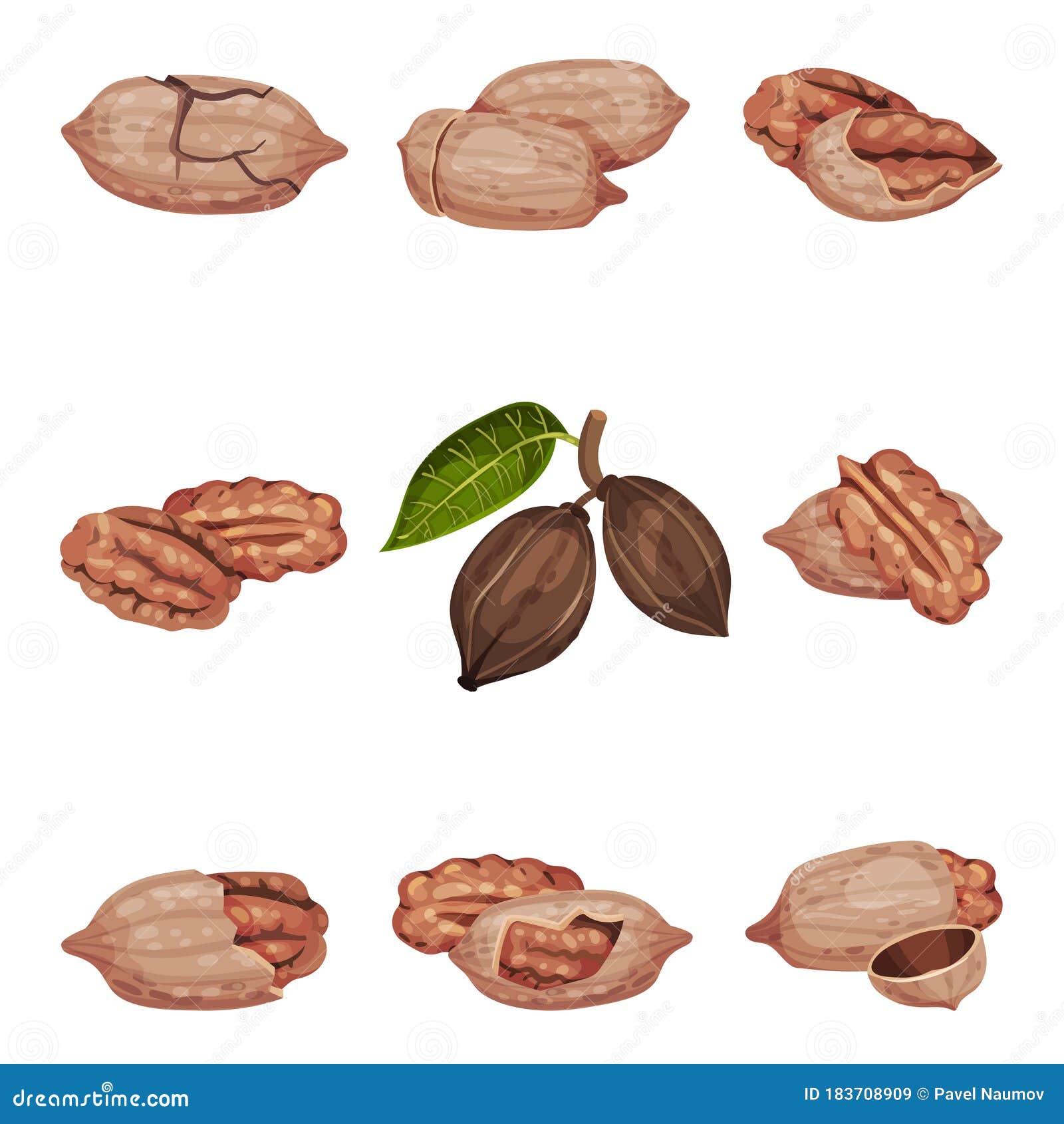 Pecan Nut Kernel in Shell and Hanging on Branch Isolated on White ...