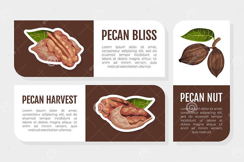 Pecan Nut Label Design with Kernel and Shell Vector Template Stock ...