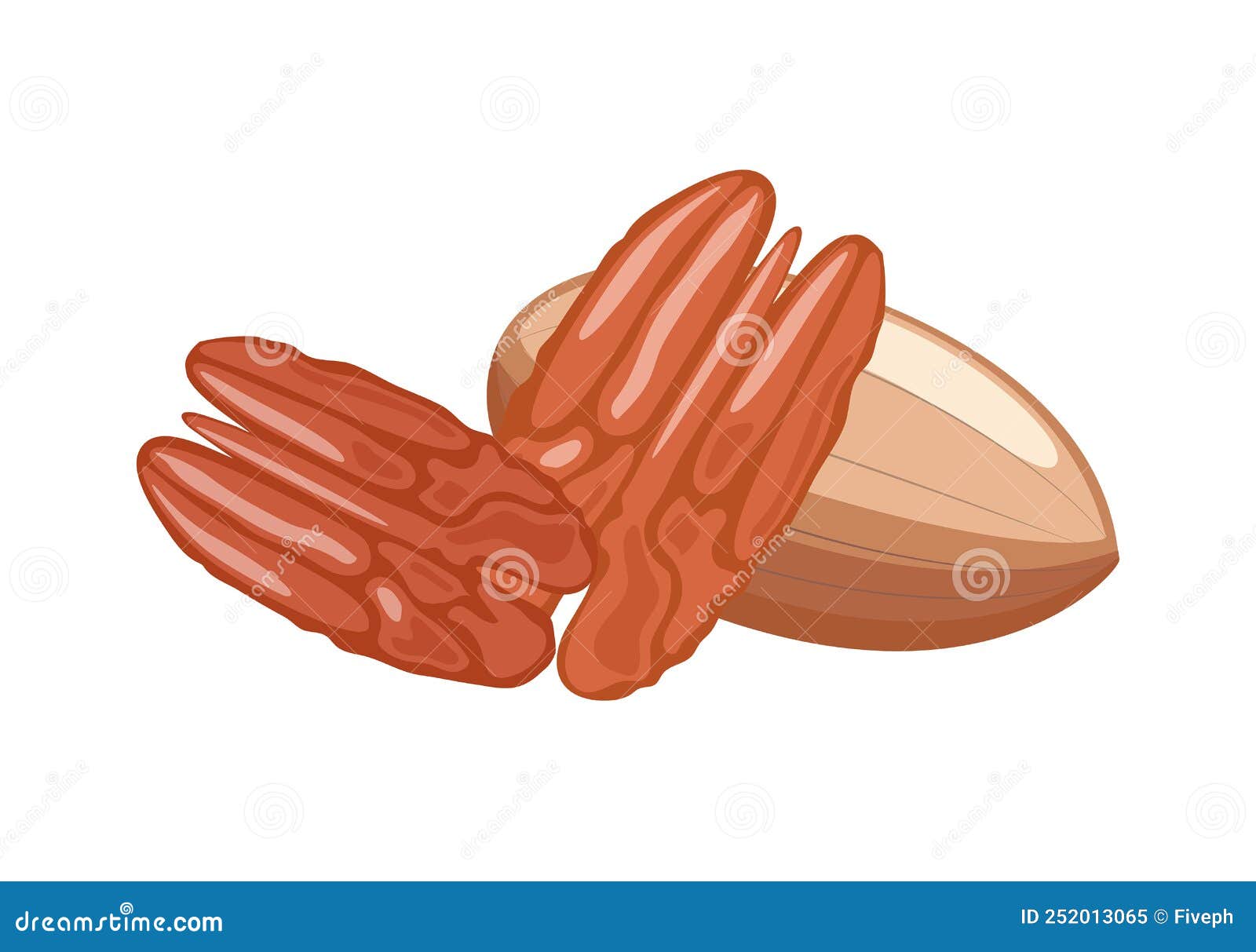 Pecan Nut In Shell And Peeled Kernels, Vector Illustration On White ...