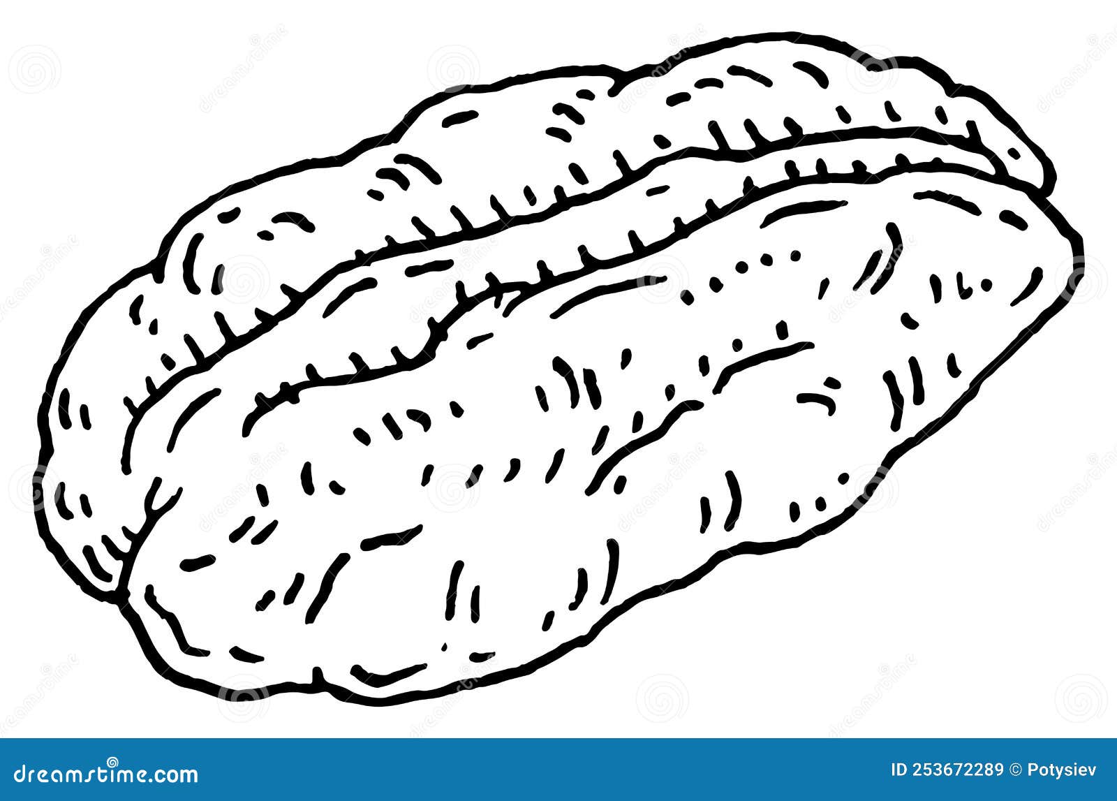 Pecan Nut In Shell And Peeled Kernels, Vector Illustration On White ...
